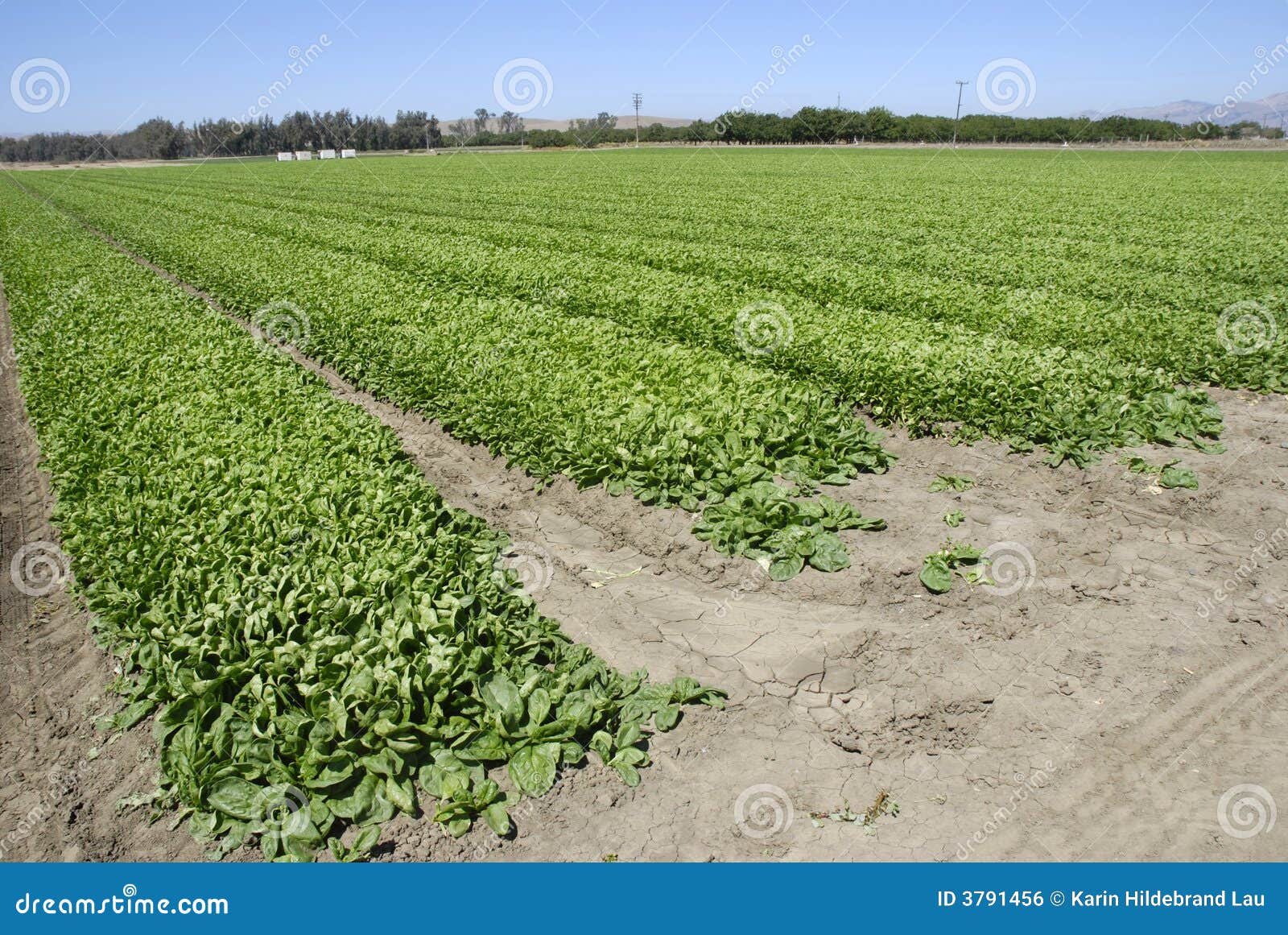 Spinach Crop stock photo. Image of farmland, ditch, farming - 3791456