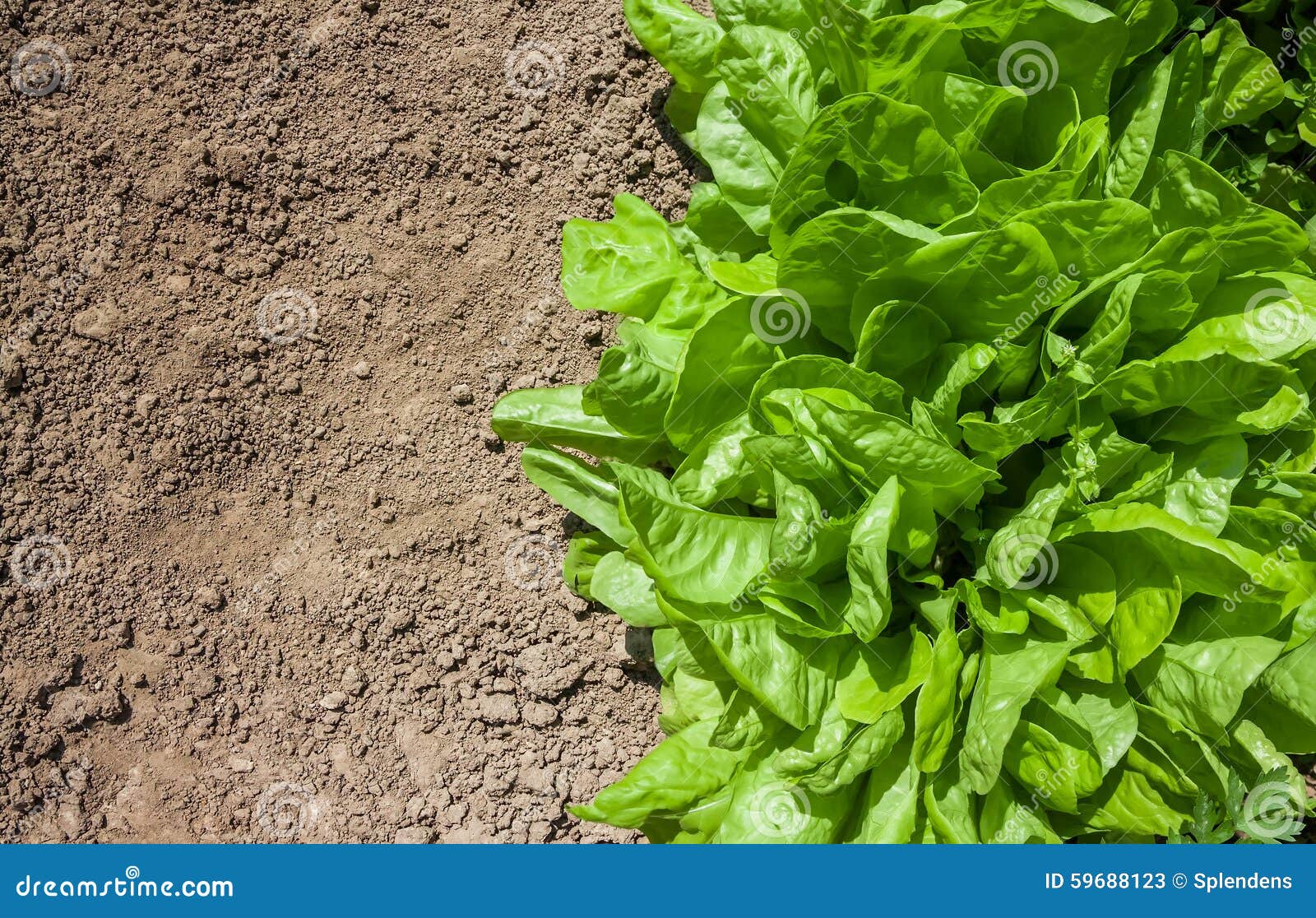 Spinach crop stock image. Image of bright, green, industry - 59688123