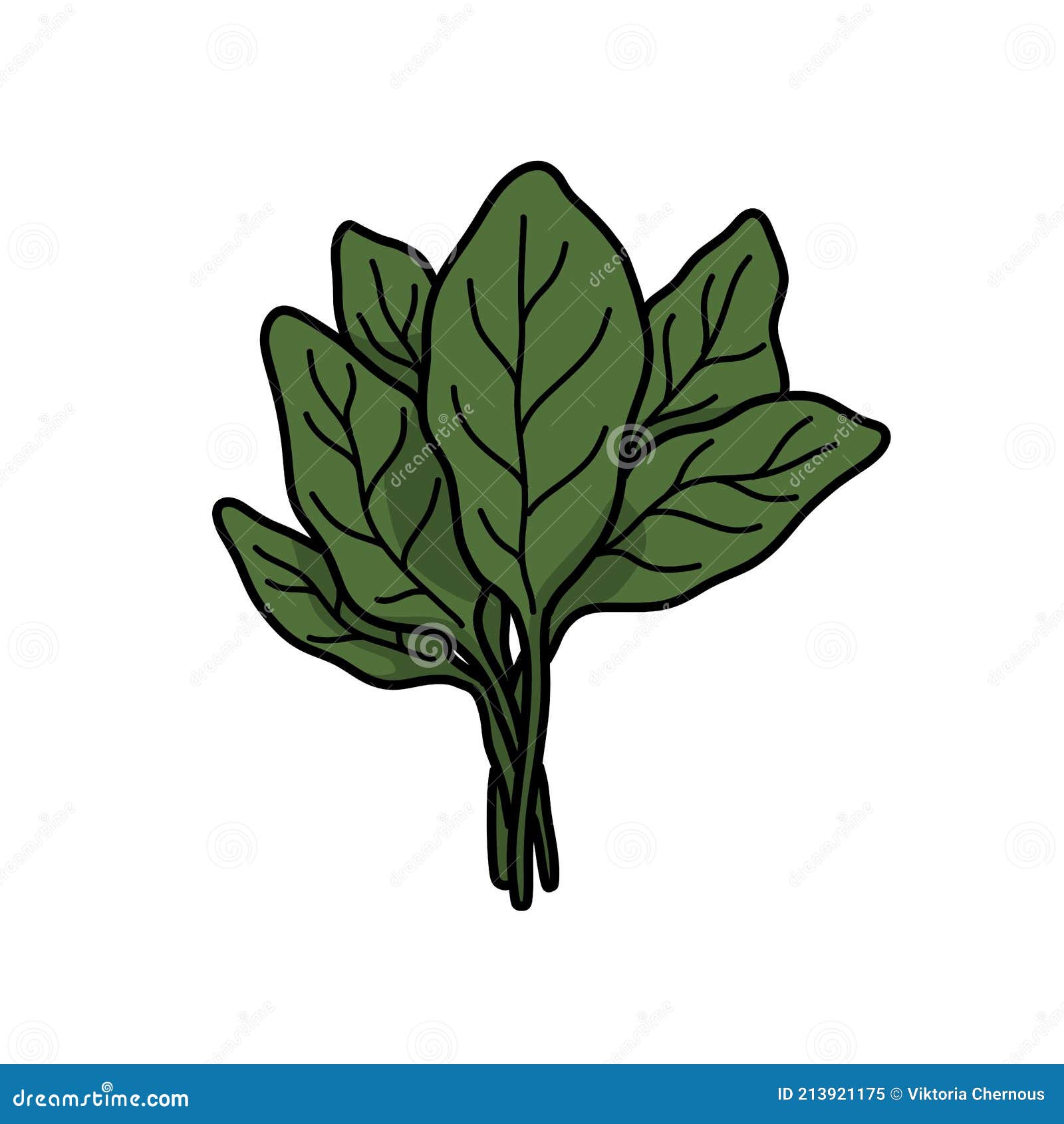 Spinach Doodle Icon, Hand Drawn Vector Illustration Stock Vector ...