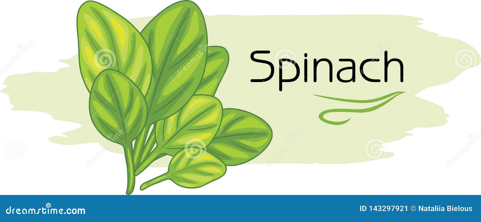 Spinach. Drawing for Label Design Stock Vector - Illustration of ...