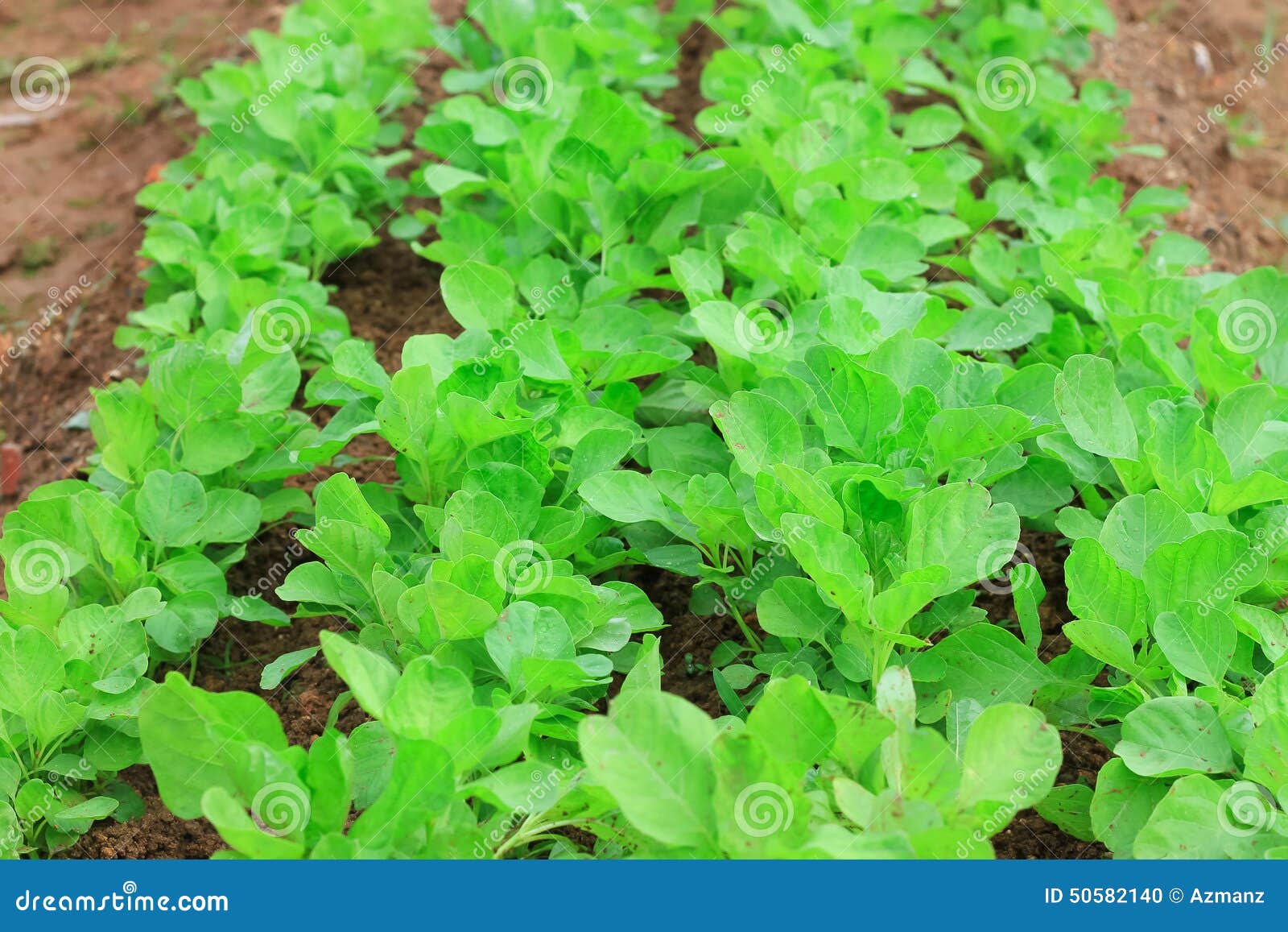Spinach farm stock photo. Image of farming, fresh, trees - 50582140