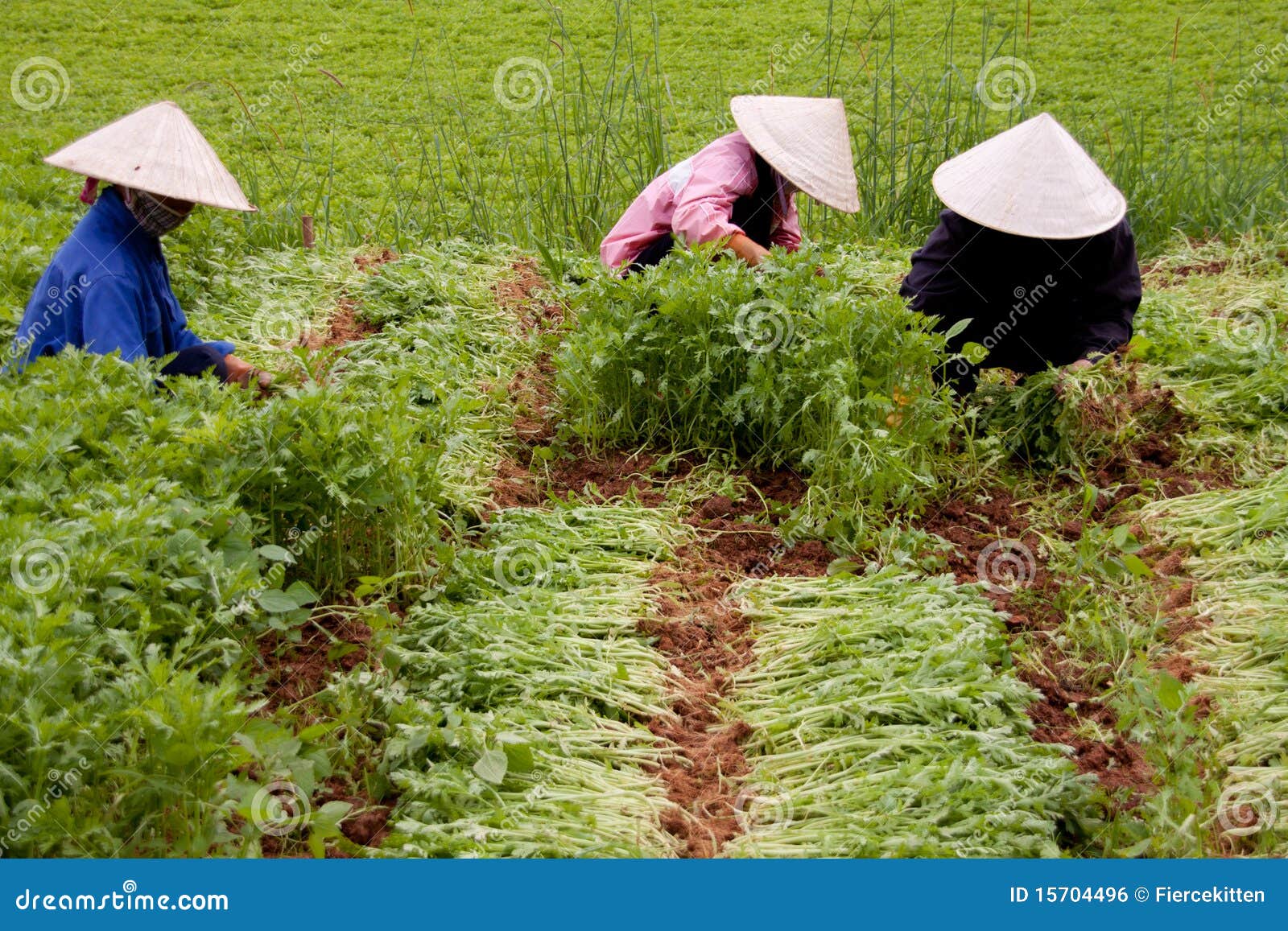 Spinach farm in Vietnam stock photo. Image of farm, culture - 15704496