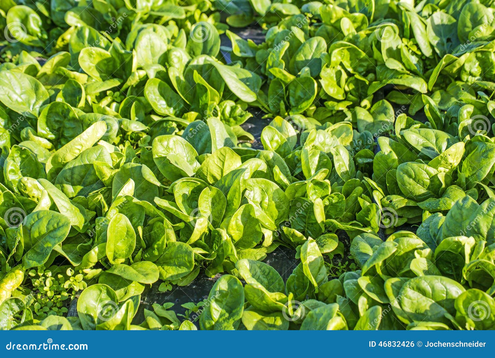 Spinach field stock photo. Image of mediterranean, green - 46832426