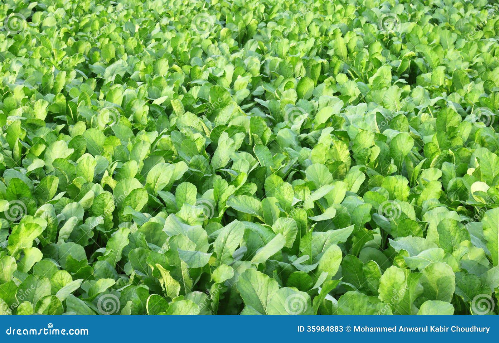 Spinach field stock image. Image of vegetables, farming - 35984883
