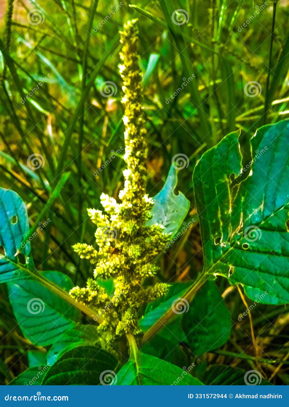 Spinach Flower,clumps of Thatch Lush and Green Stock Photo - Image of ...