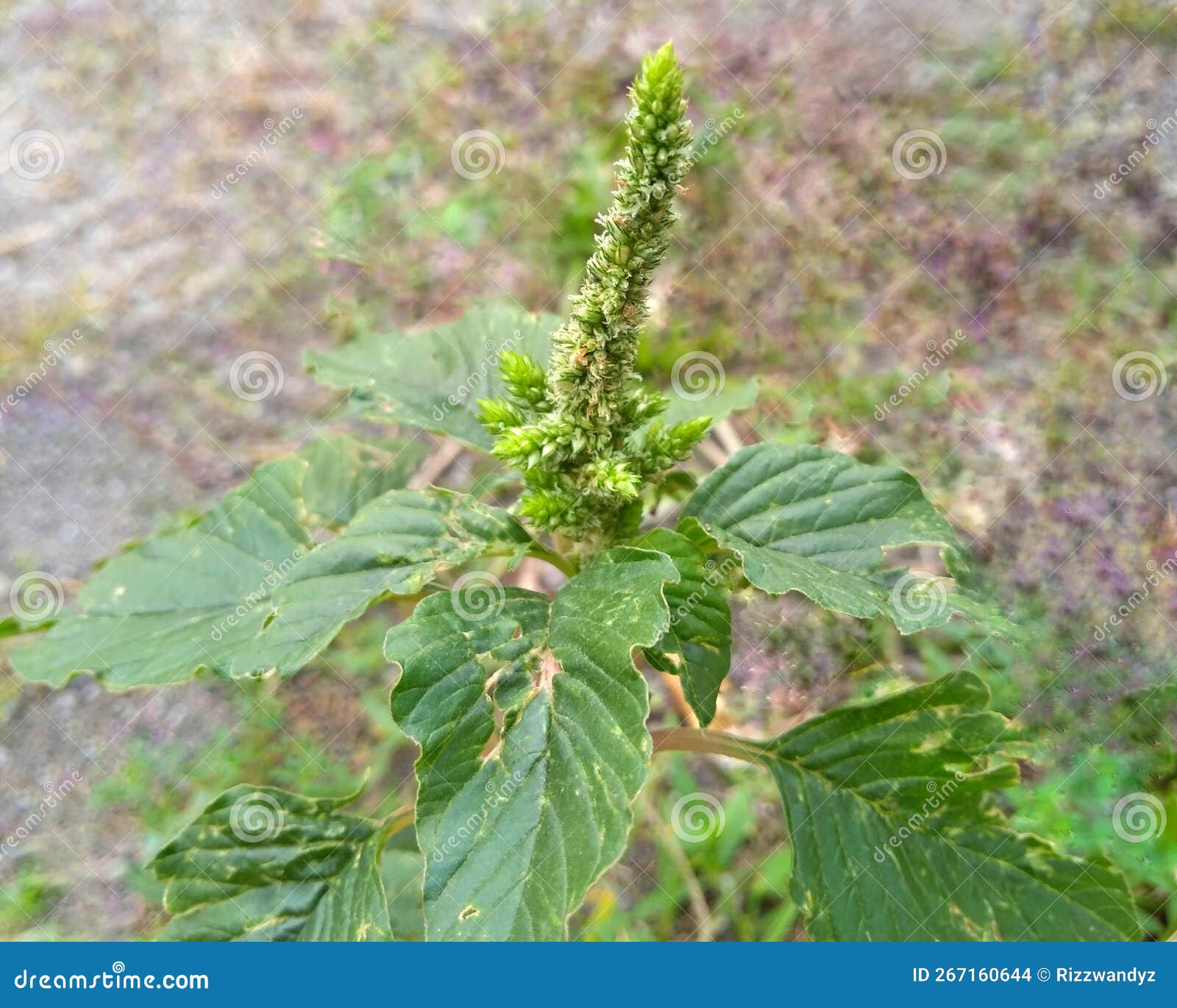 Spinach Flower on the Ground Stock Photo - Image of ground, shrub ...