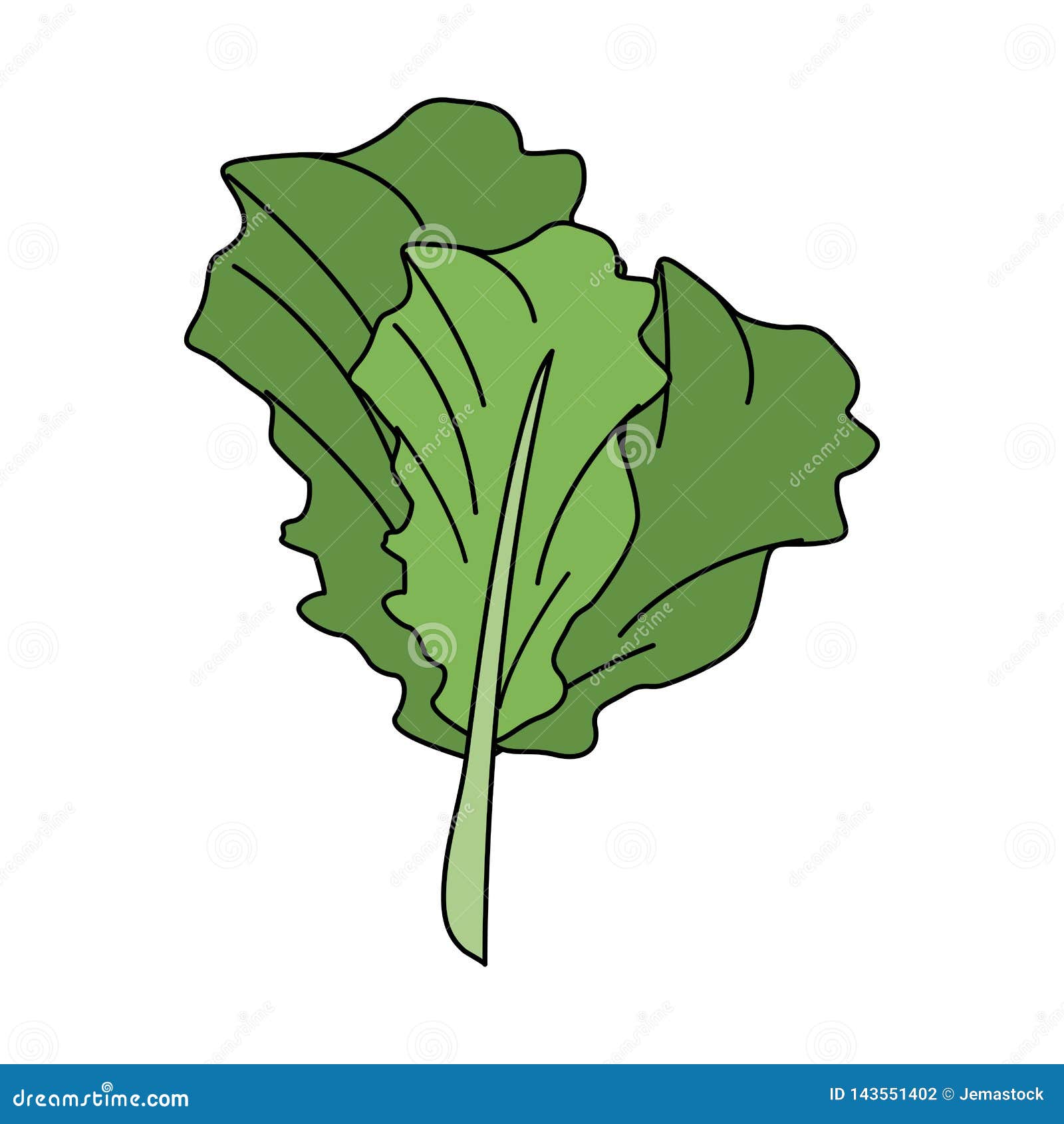 Spinach fresh vegetable stock vector. Illustration of element - 143551402