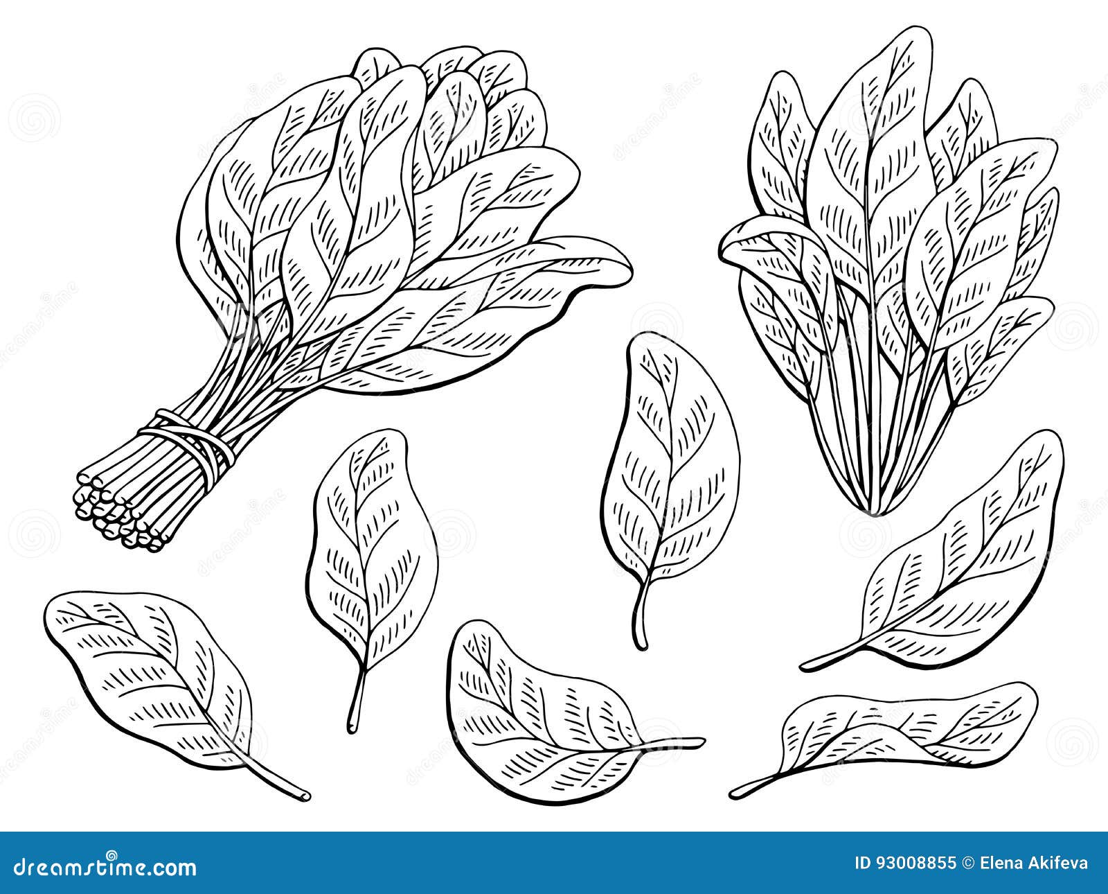 Spinach Sketch Stock Illustrations – 575 Spinach Sketch Stock ...