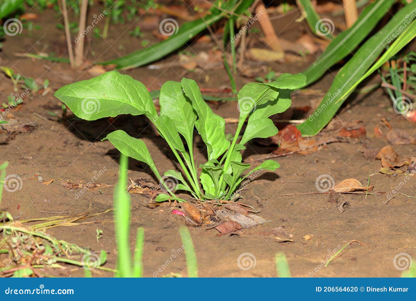 Spinach Green Grass Growing in the Field Stock Photo - Image of royalty ...