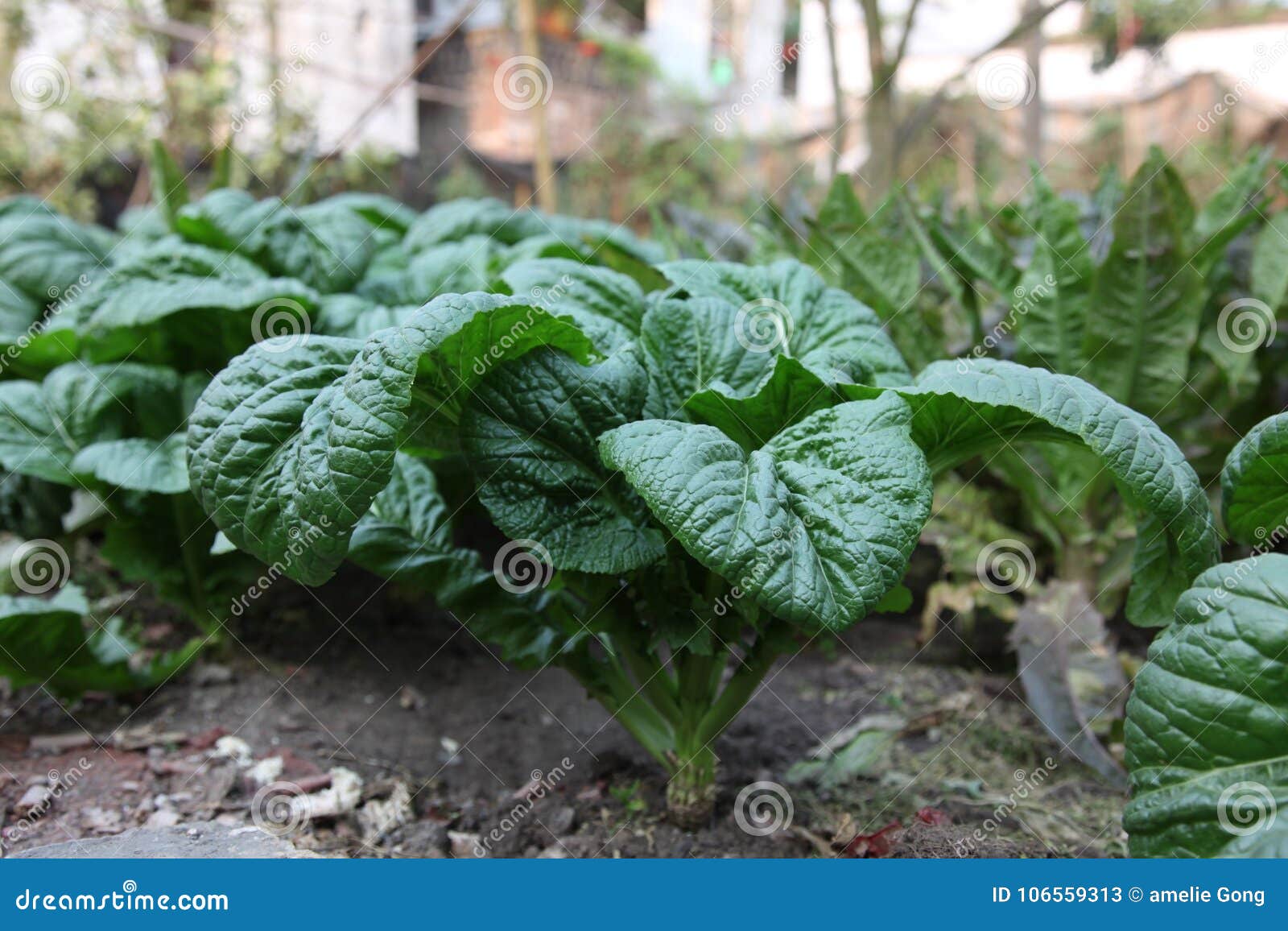 Spinach stock image. Image of field, green, vegetables - 106559313