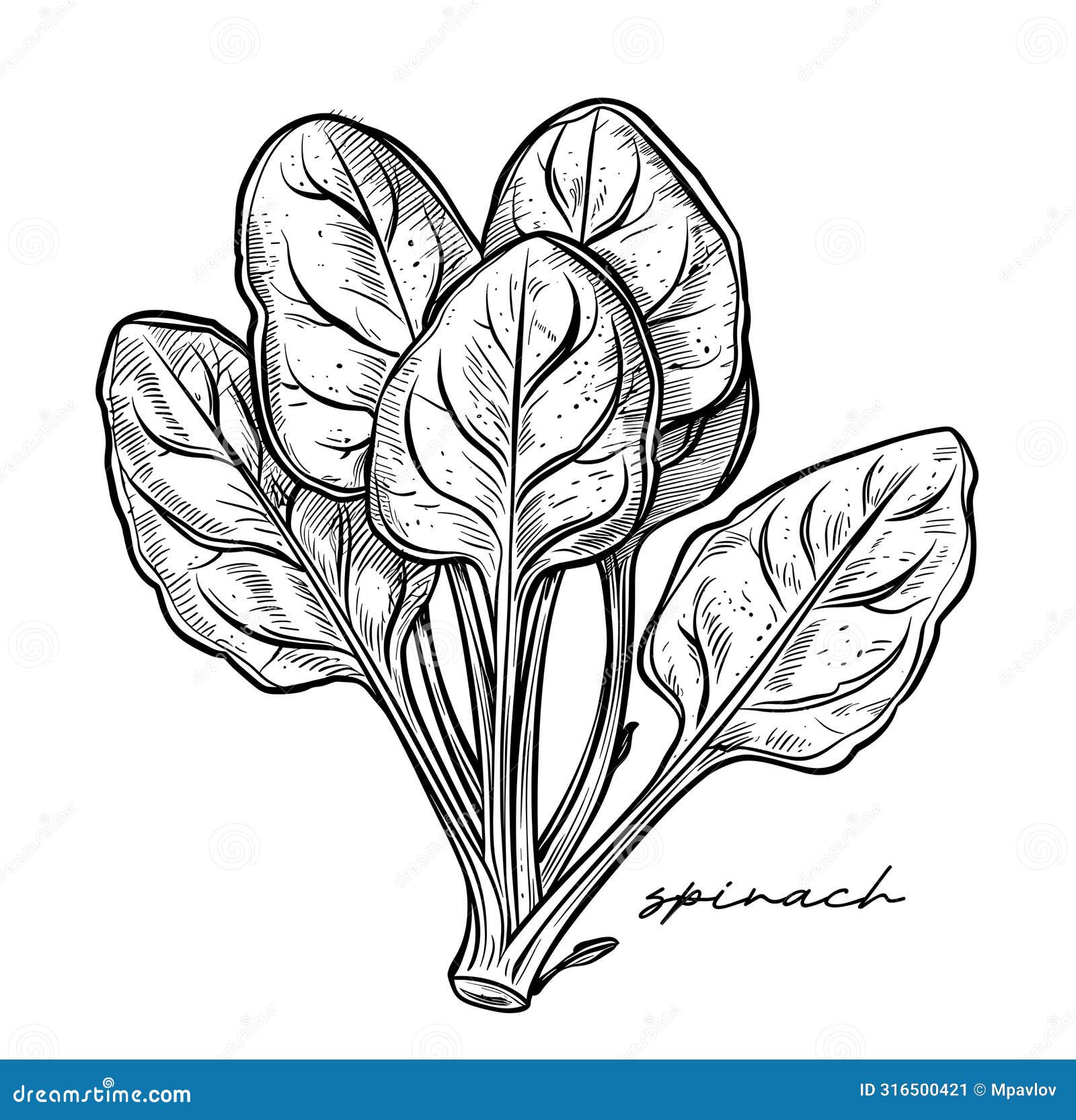 Spinach Hand Drawn Black and White Vector Stock Vector - Illustration ...