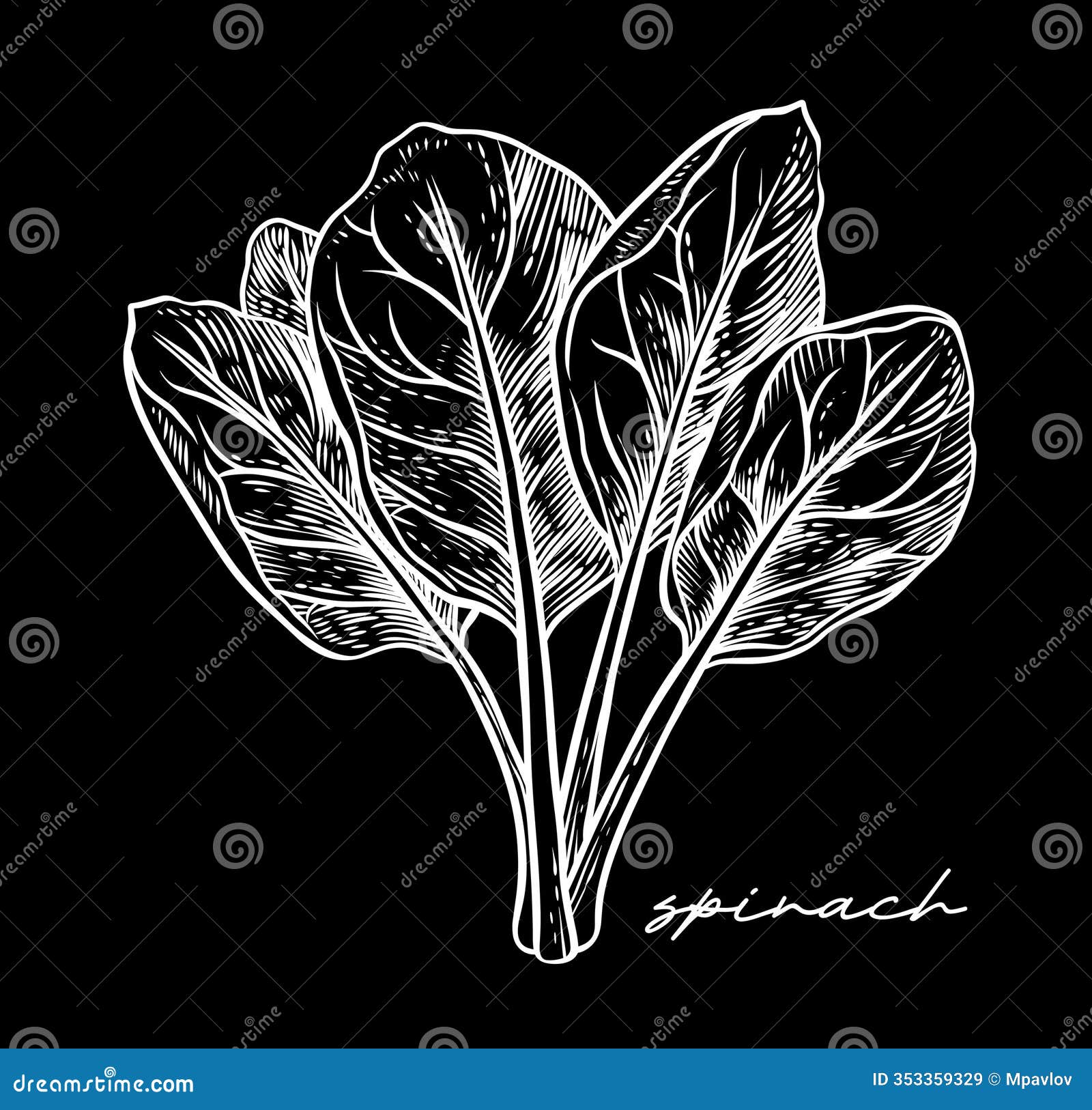 Spinach Hand Drawn Black and White Vector Stock Illustration ...