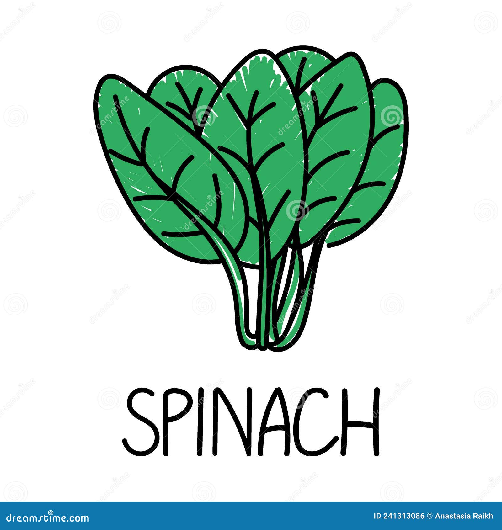 Spinach Hand-drawn Illustration. Spinach. Vector Doodle Style Cartoon ...
