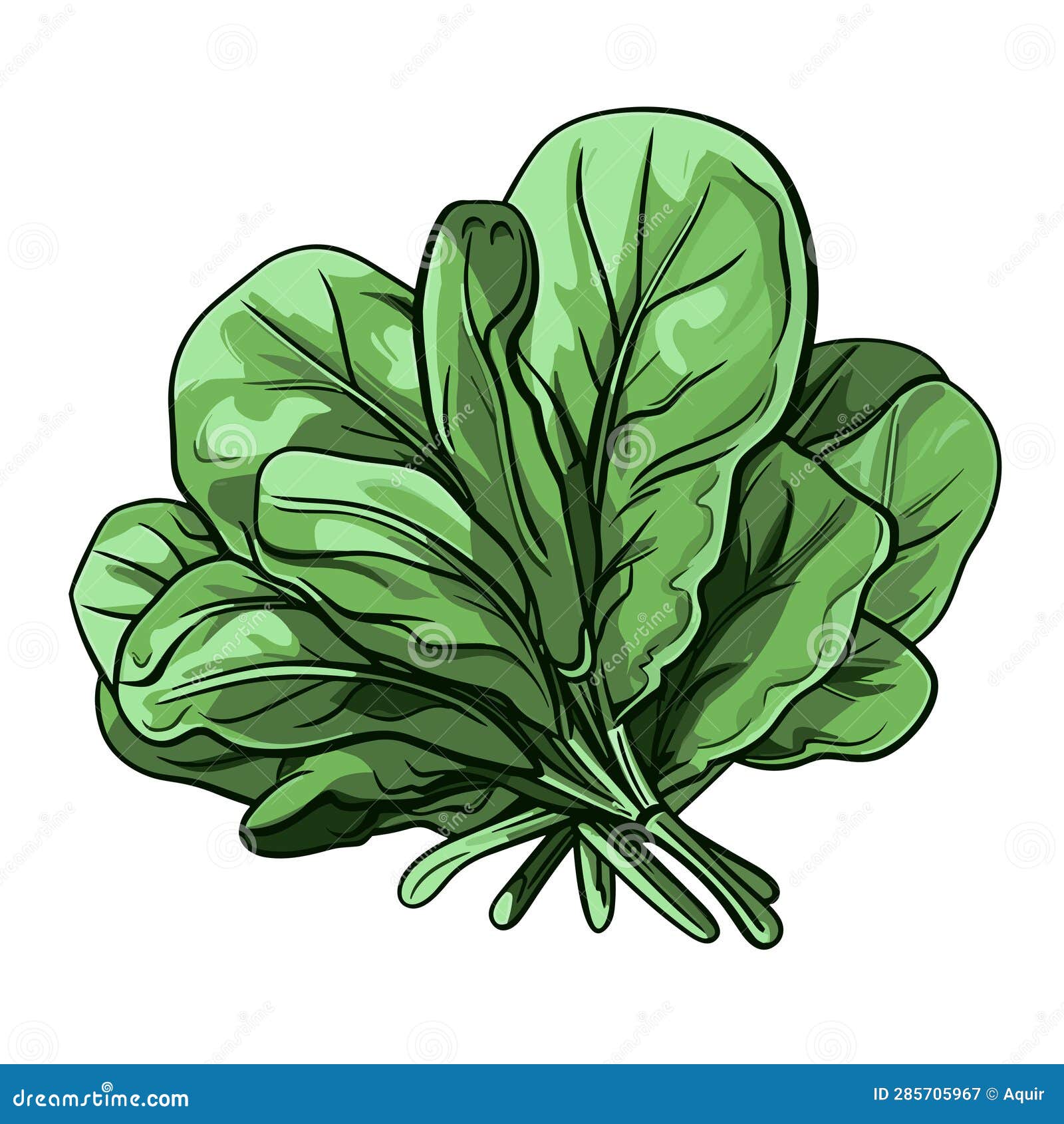 Spinach Hand-drawn Illustration. Spinach. Vector Doodle Style Cartoon ...