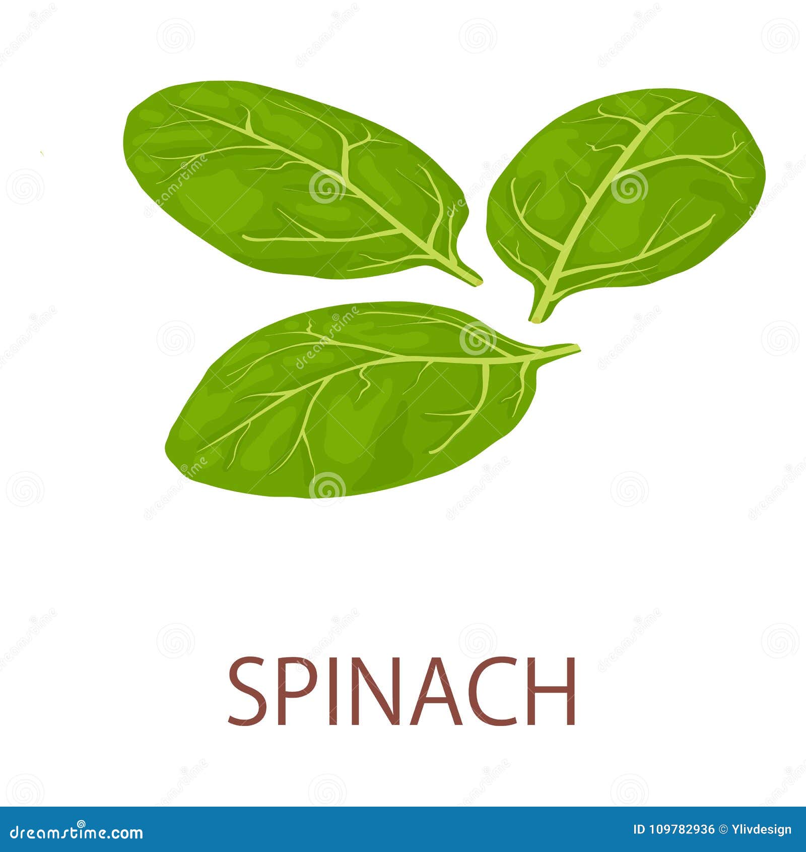 Spinach Icon, Isometric Style Stock Vector - Illustration of flora ...