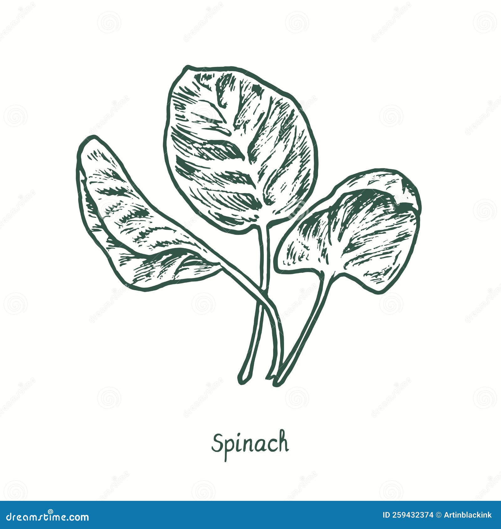 Spinach Black White Stock Illustrations – 1,218 Spinach Black White ...
