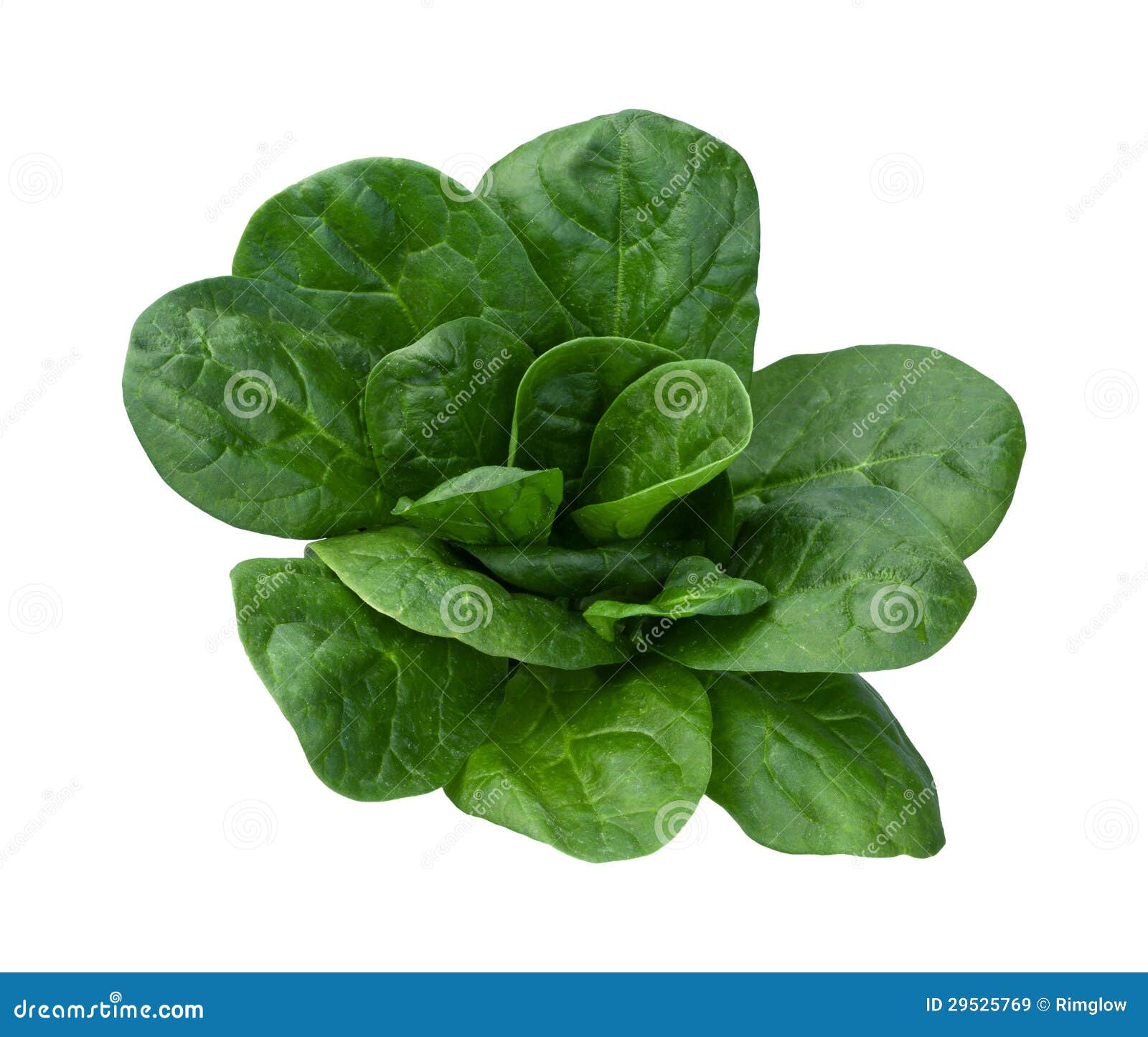 Spinach Isolated stock image. Image of heap, macro, cuisine - 29525769