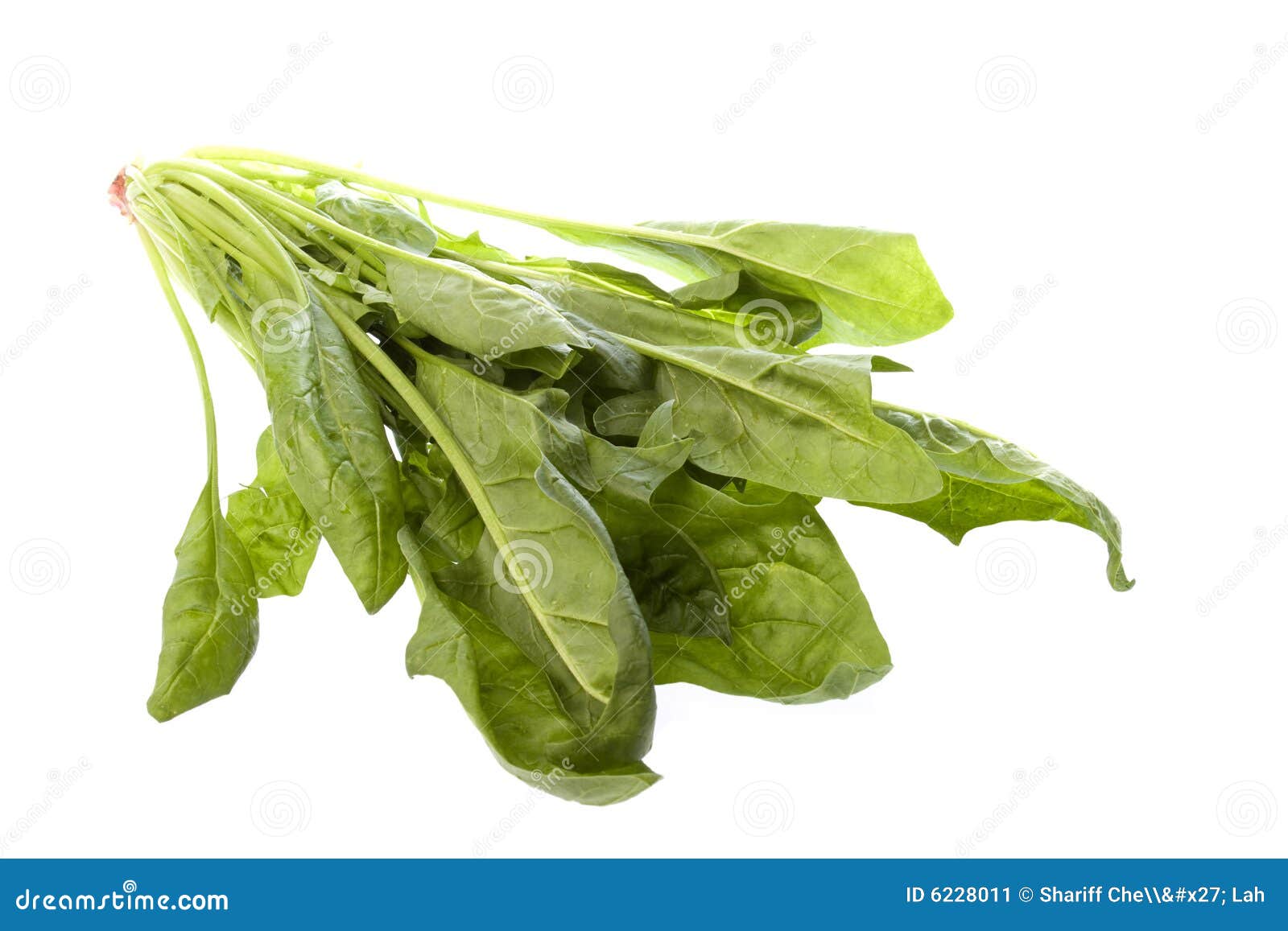 Spinach Isolated stock image. Image of salad, nutrition - 6228011