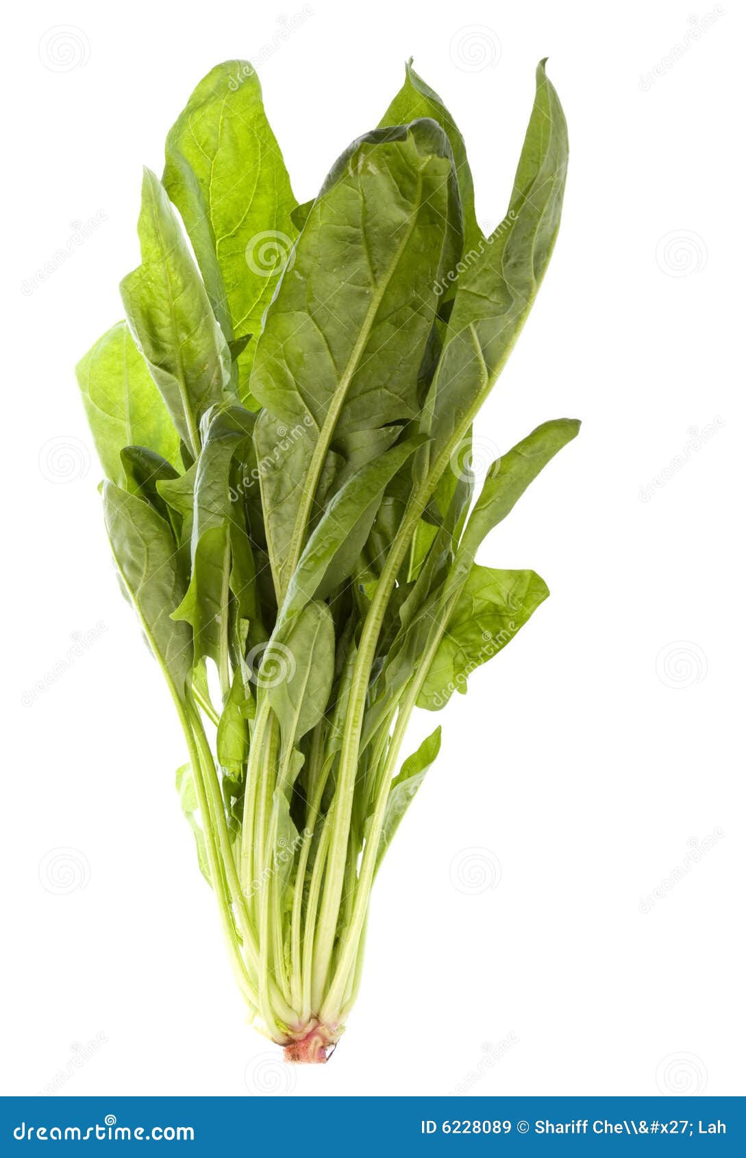 Spinach Isolated stock image. Image of bunch, leafy, salad - 6228089