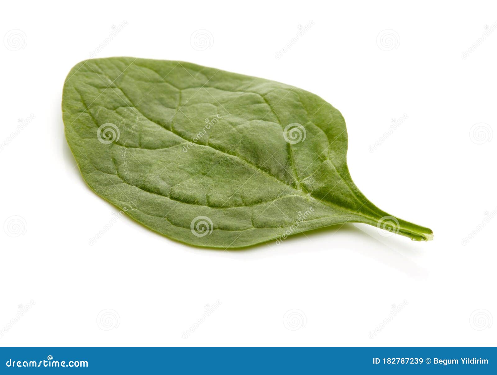 Spinach Isolated on White Background Stock Image - Image of view ...