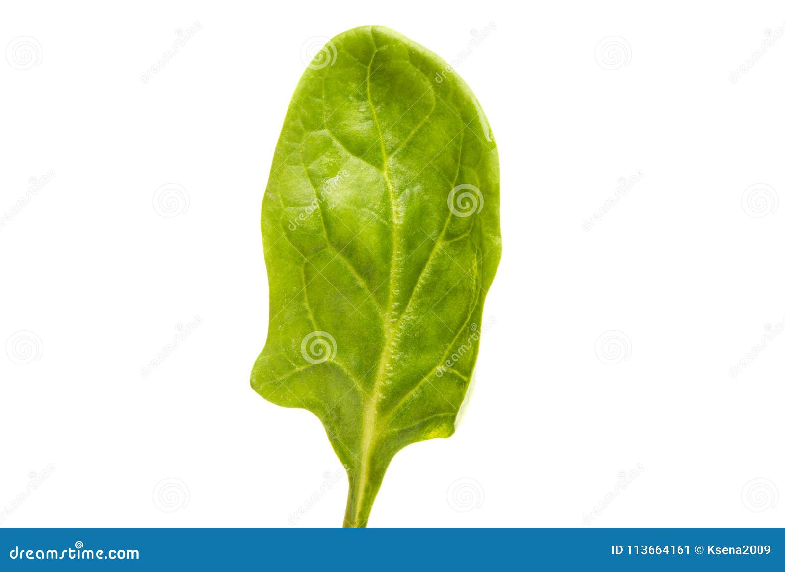 Spinach isolated stock image. Image of leaves, healthy - 113664161
