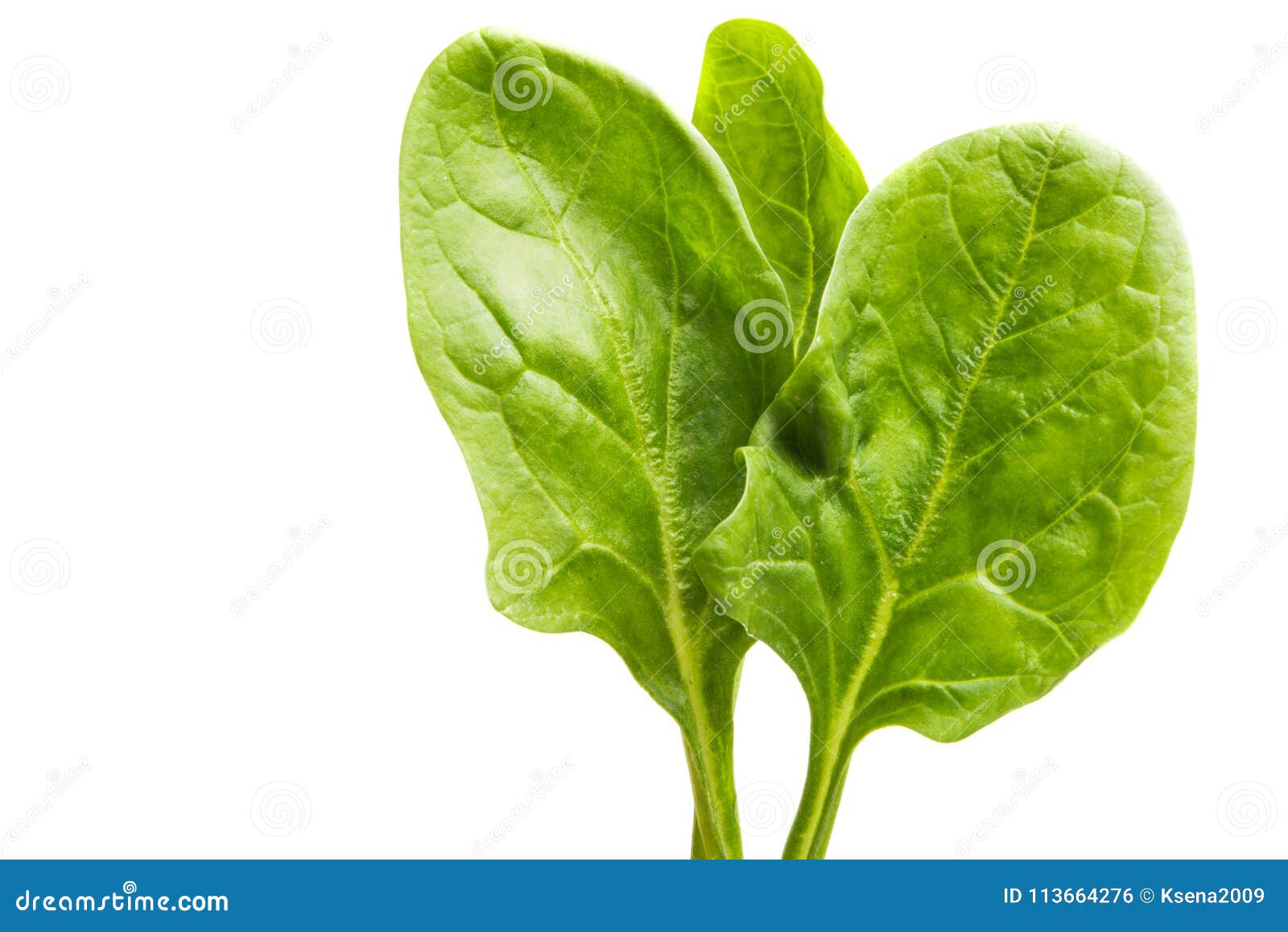 Spinach isolated stock photo. Image of isolated, healthy - 113664276