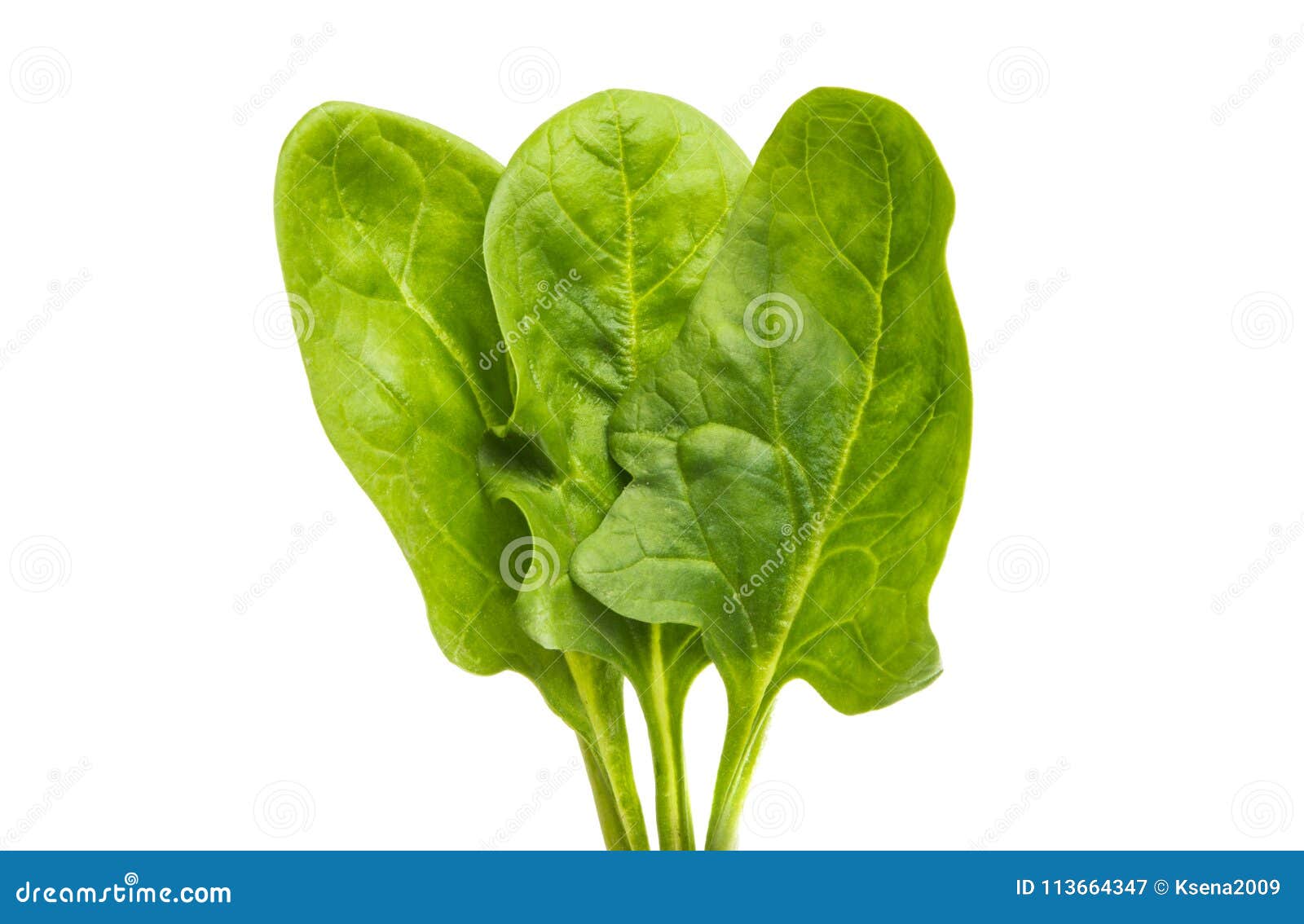 Spinach isolated stock image. Image of vegetarian, plant - 113664347
