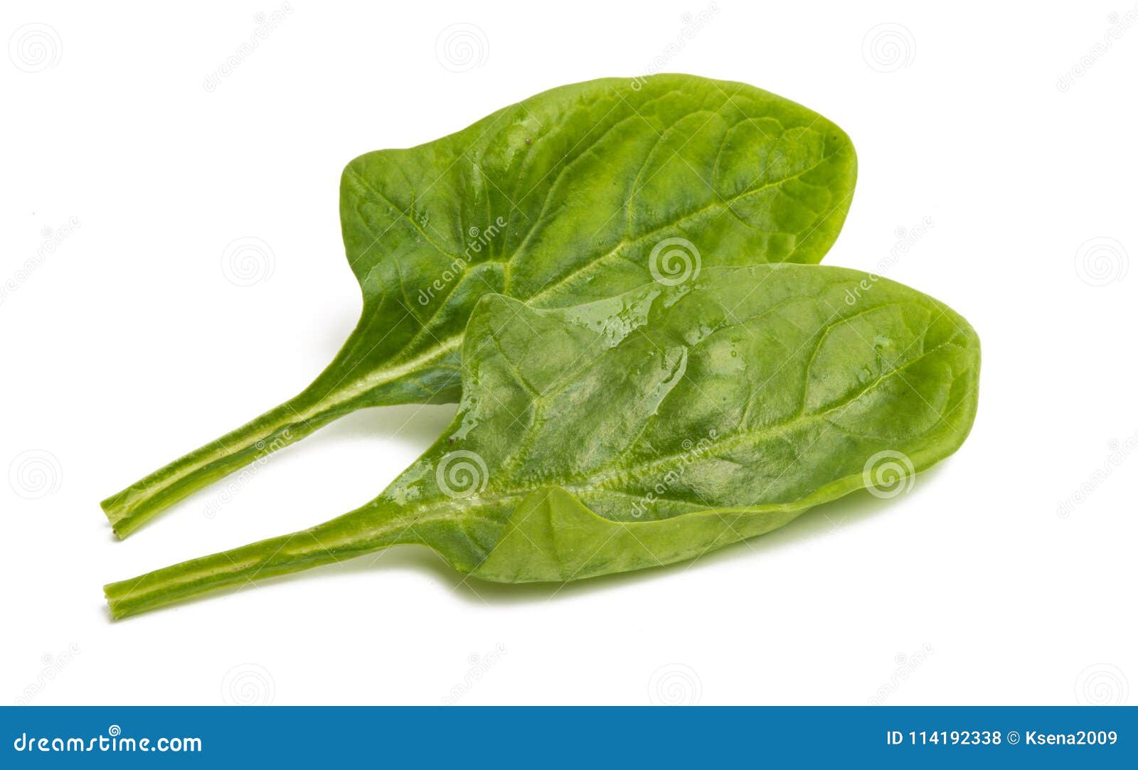 Spinach isolated stock photo. Image of salad, healthy - 114192338