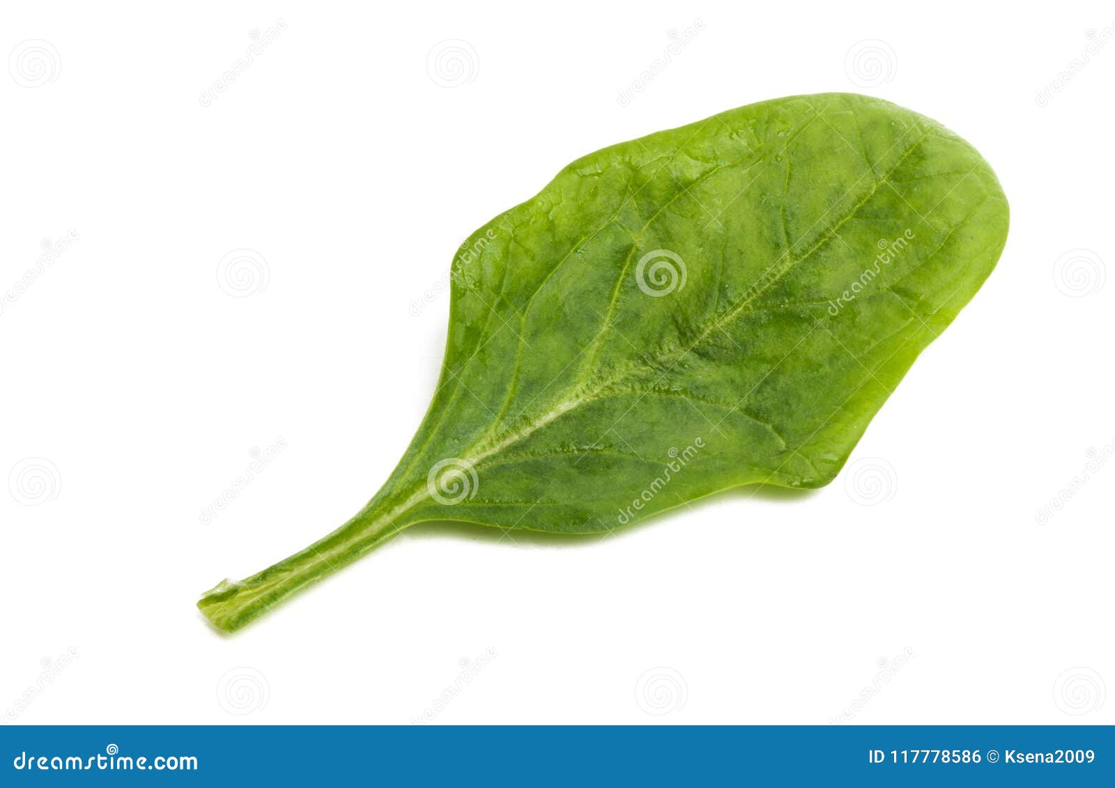 Spinach isolated stock photo. Image of healthy, ingredient - 117778586