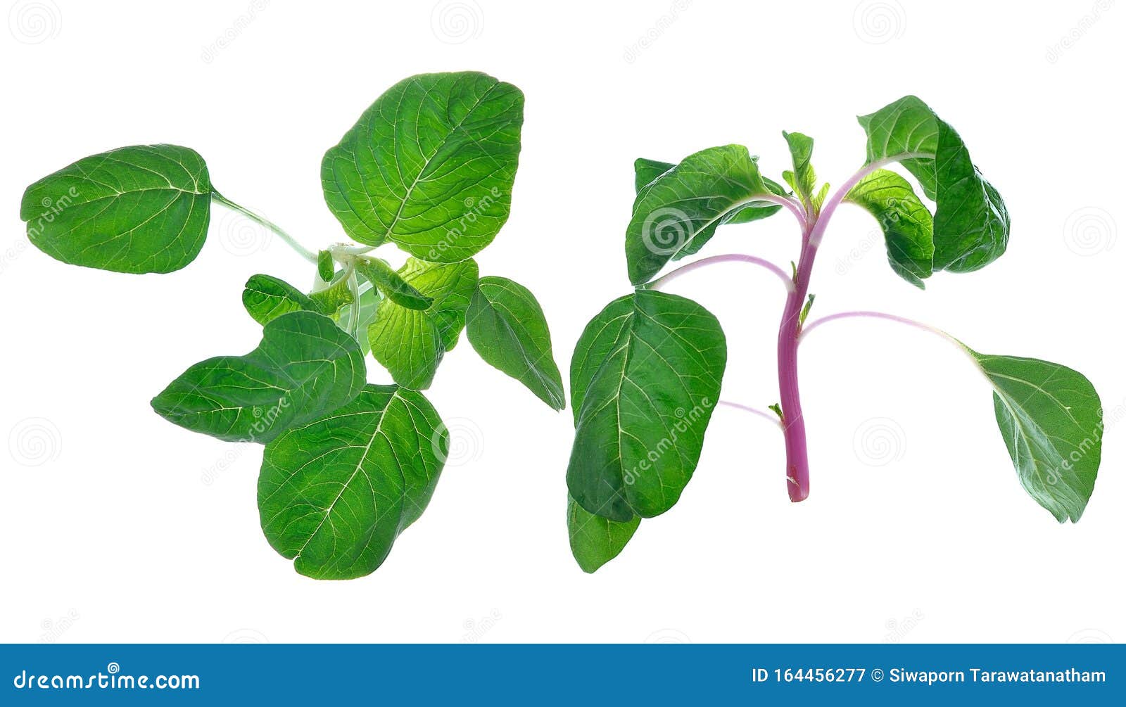 Spinach Isolated on White Background Stock Image - Image of cultivar ...