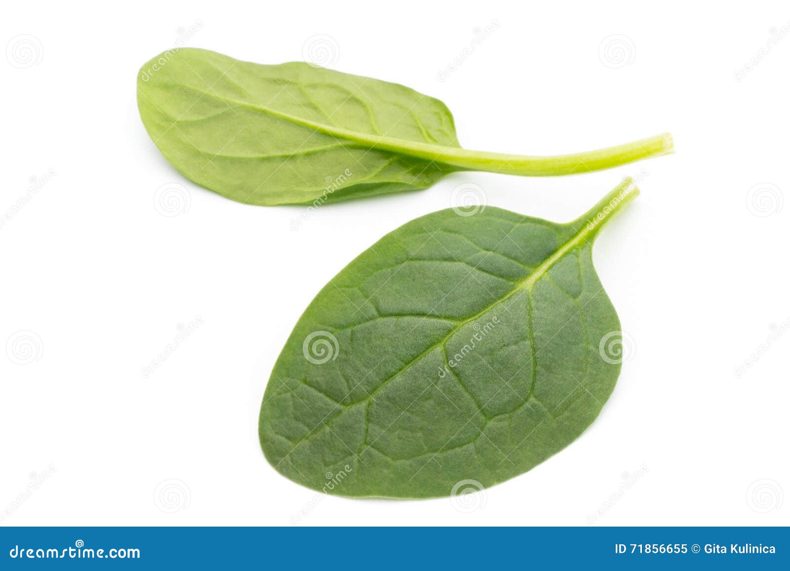 Spinach on the Isolated White. Stock Image - Image of healthy ...