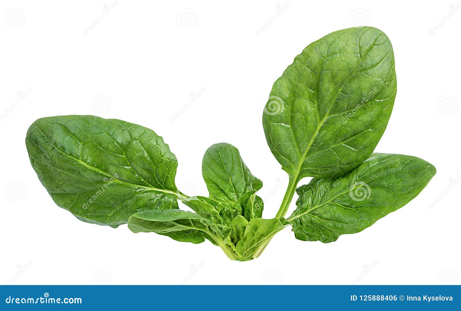 Spinach Isolated on a White Stock Photo - Image of fresh, food: 125888406