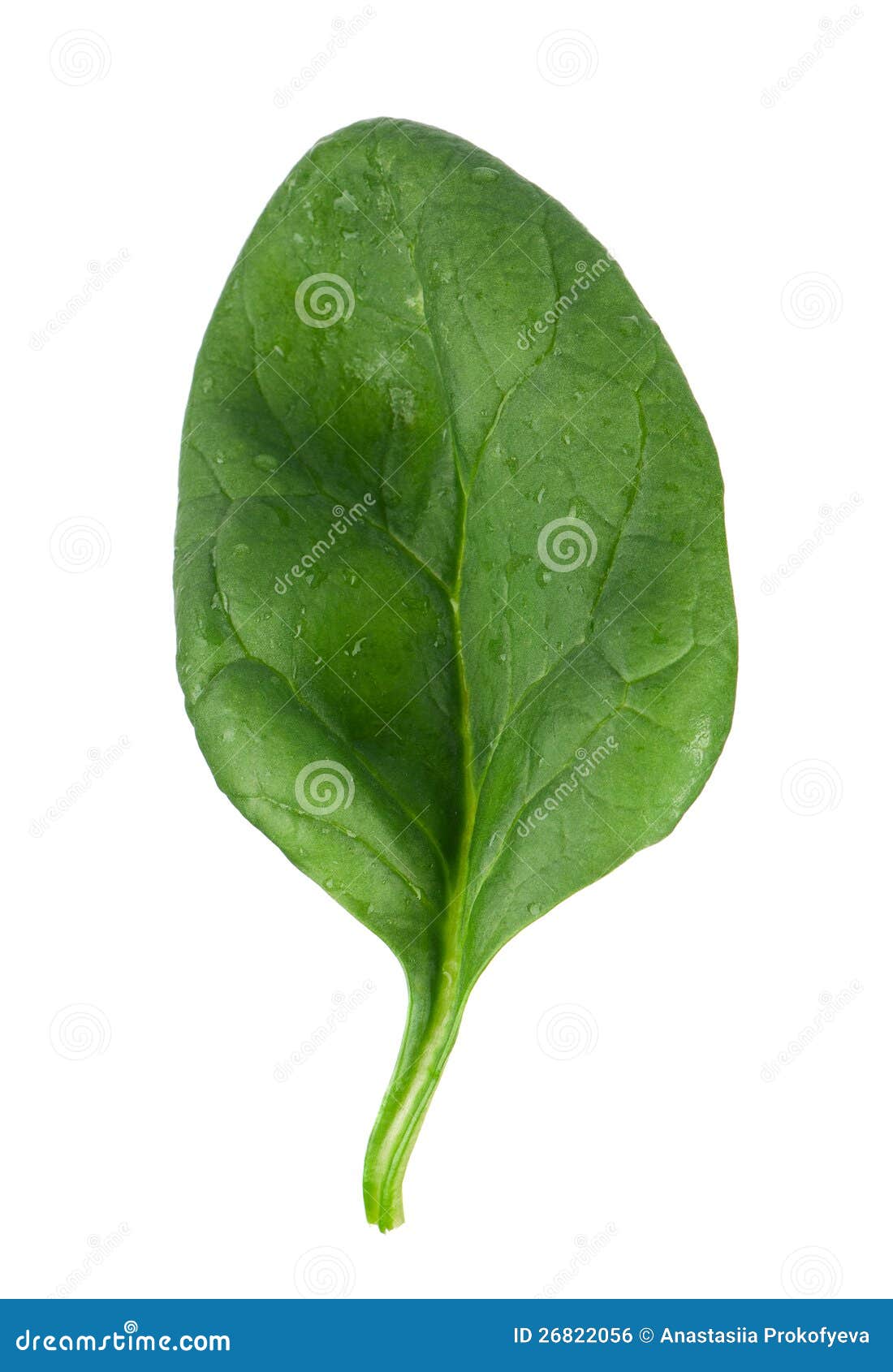 Spinach leaf stock photo. Image of produce, nutrition - 26822056