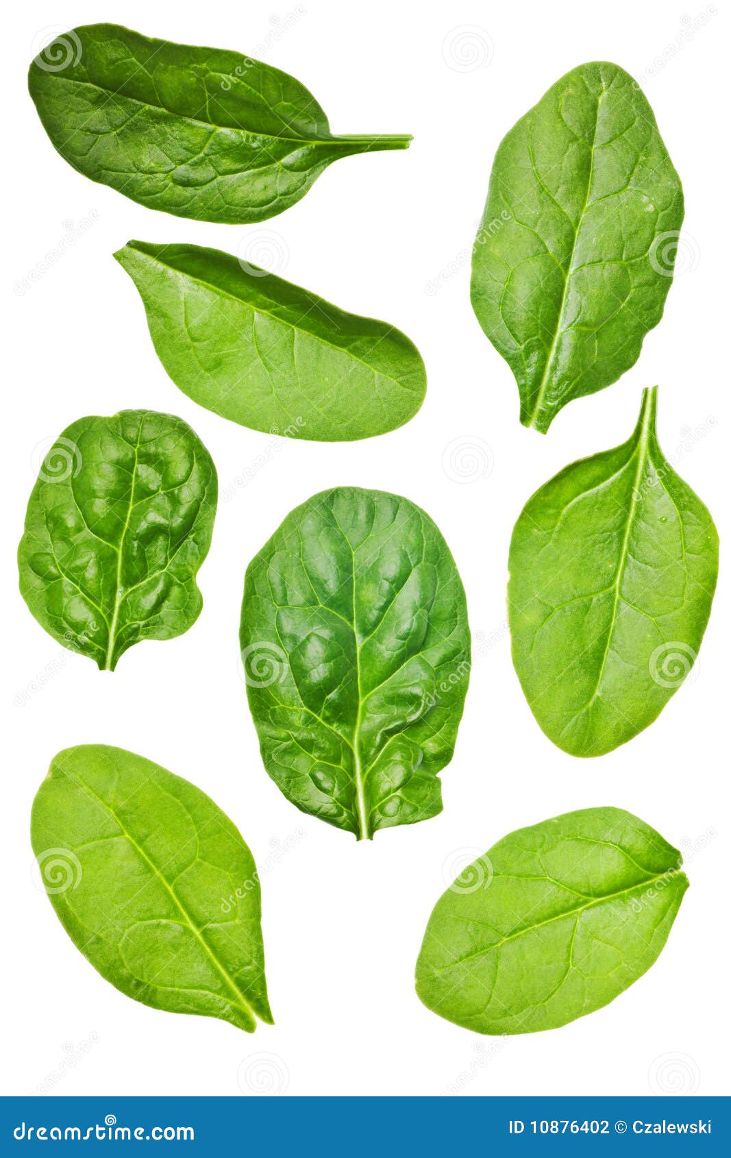 Spinach leaf isolated stock photo. Image of vegetarian - 10876402