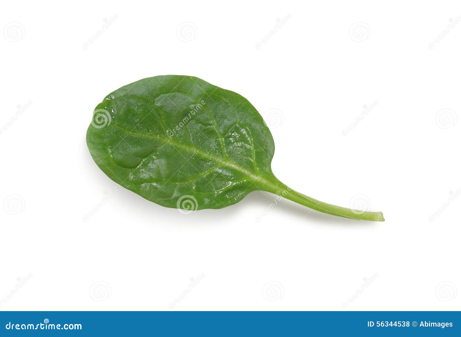 Single Spinach Leaf