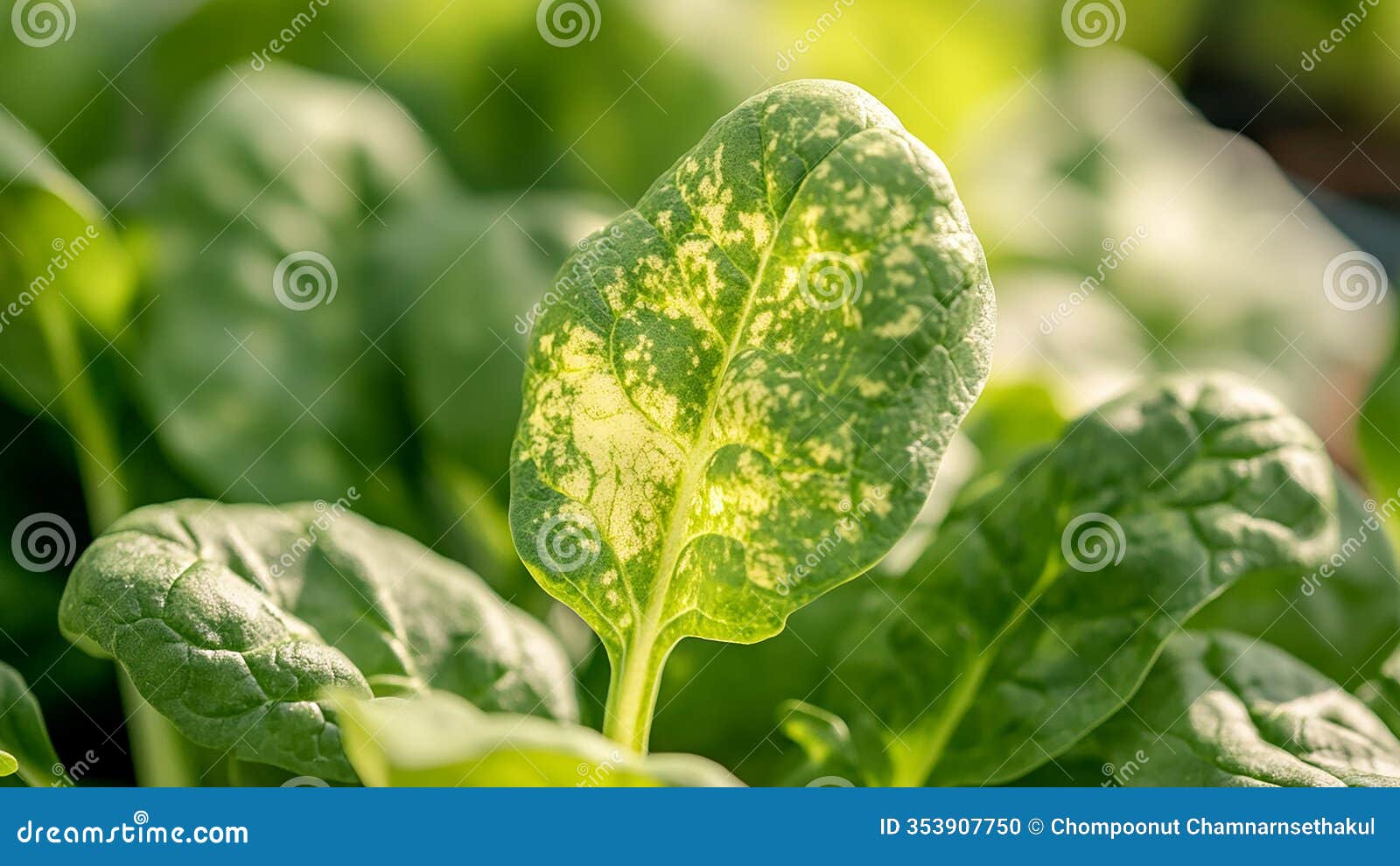 A Spinach Leaf with Yellowing Edges from Potassium Deficiency Stock ...