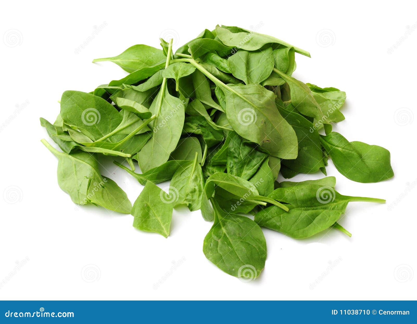 Spinach leaves stock photo. Image of background, vitamins - 11038710