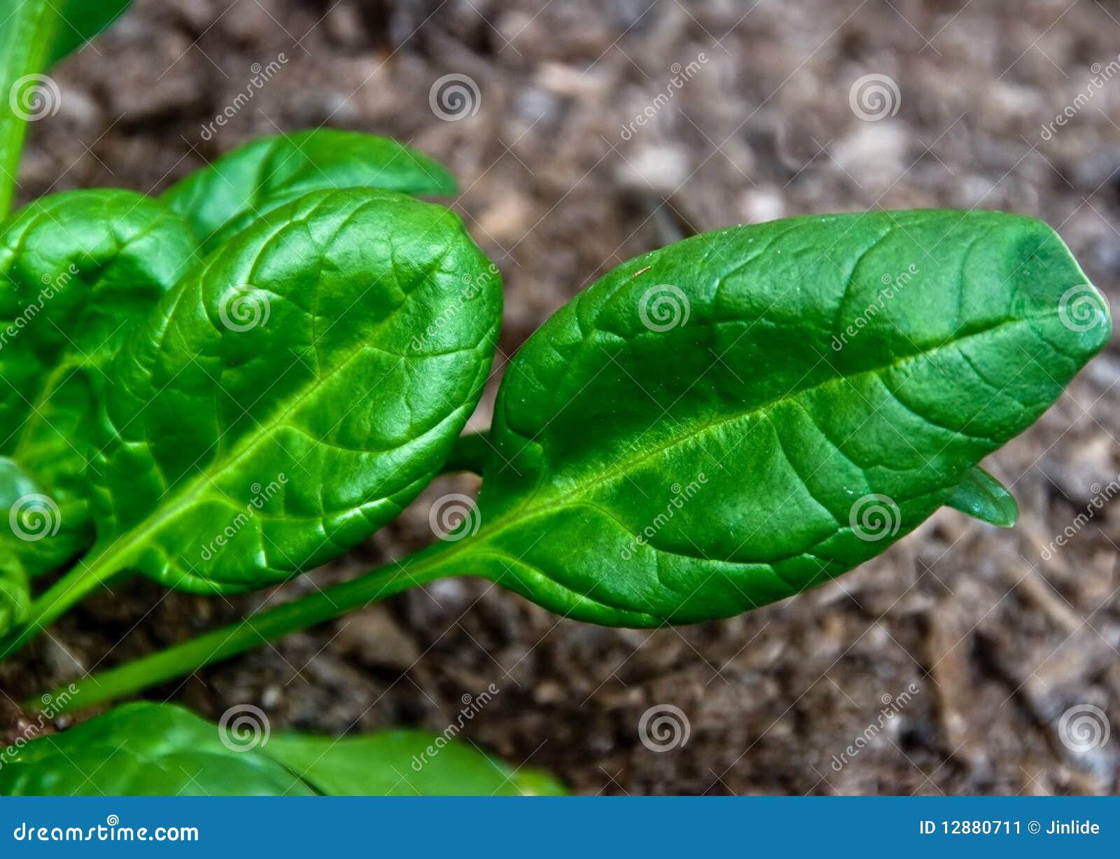 Spinach leaves stock image. Image of green, acid, organic - 12880711