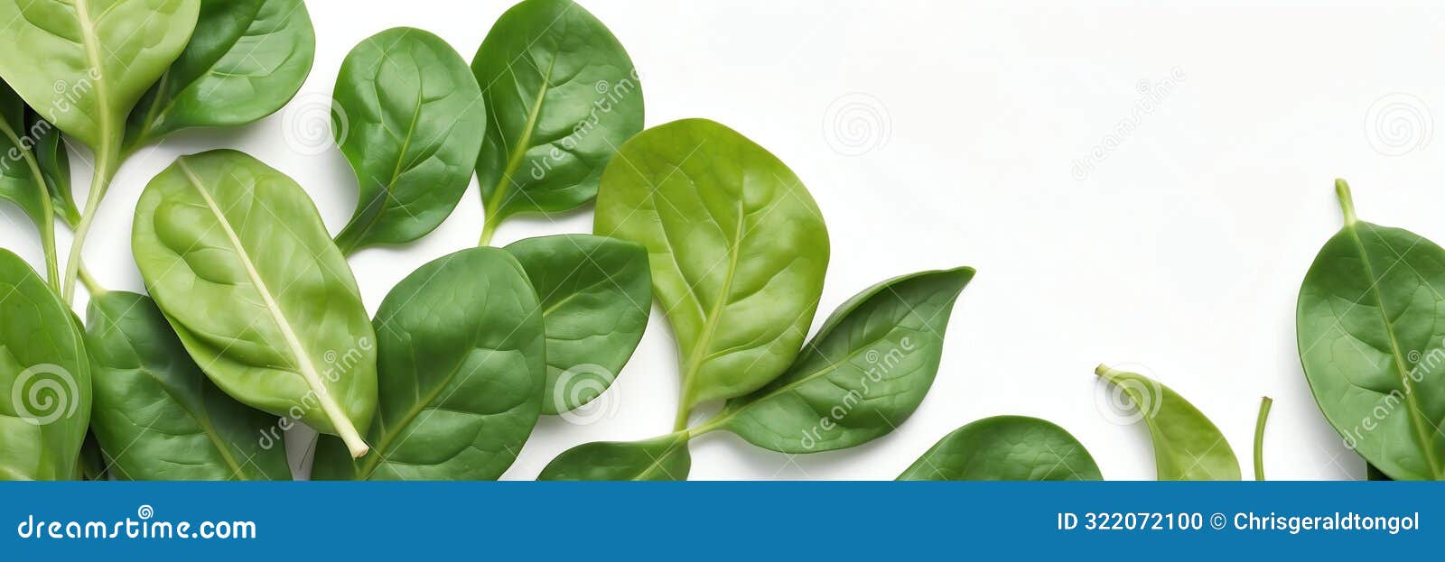 Spinach Leaves on Border Side on Plain White Background Copyspace Ai ...