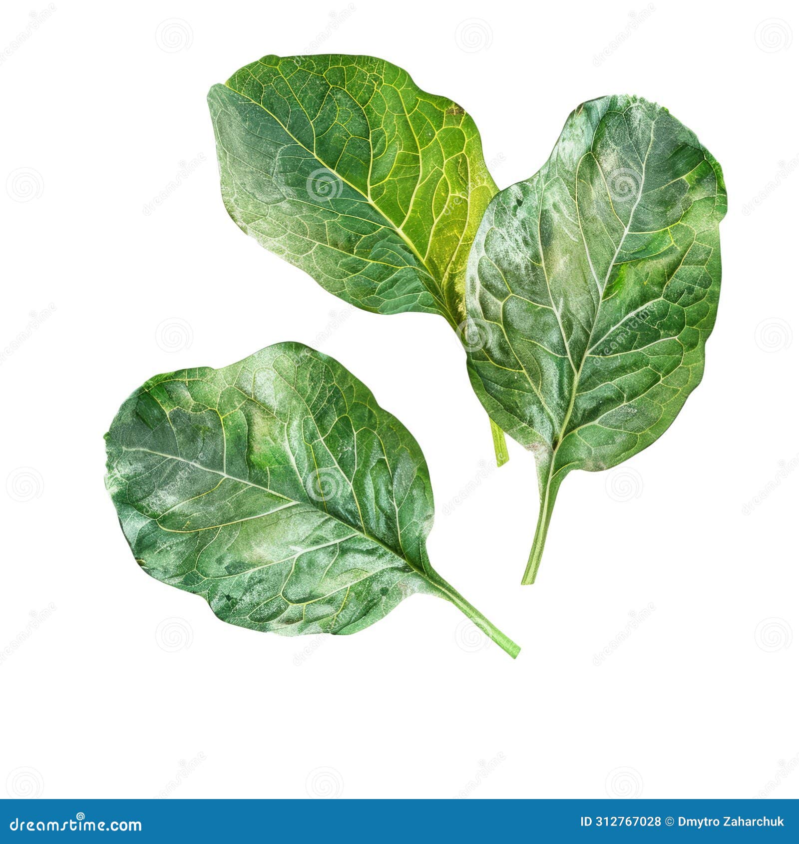 Spinach Leaves Float Gracefully, Highlighting the Vibrant Green Color ...