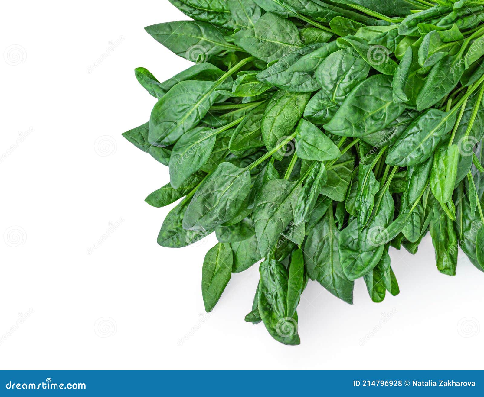 Spinach Leaves Isolated on White Background. Spinach Border. Copyspace ...