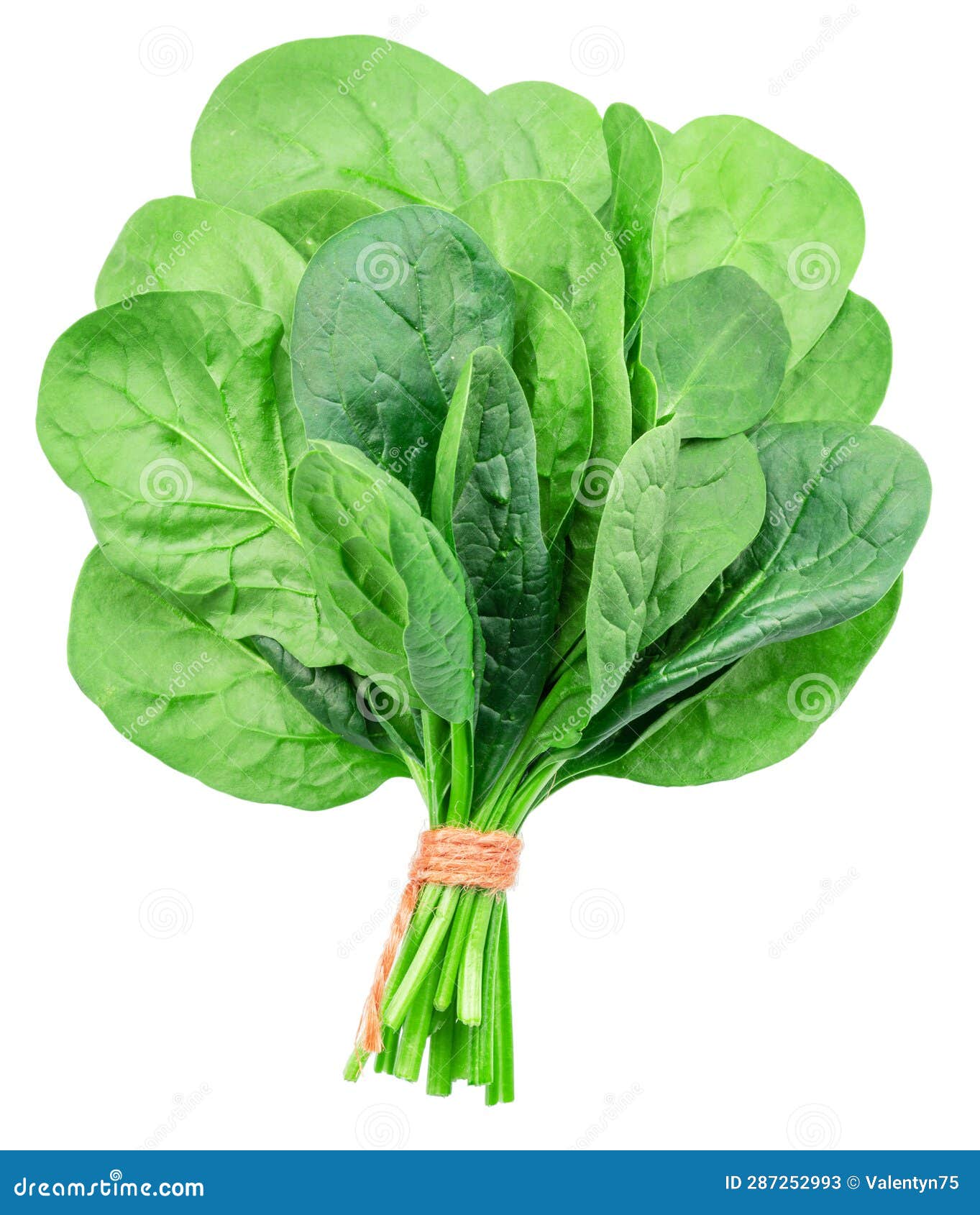 Spinach Leaves Isolated on White Background Stock Image - Image of ...