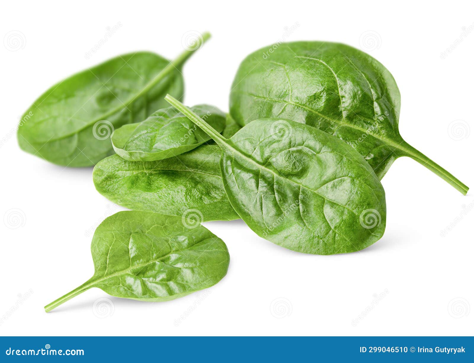 Spinach leaves stock photo. Image of group, organic - 299046510
