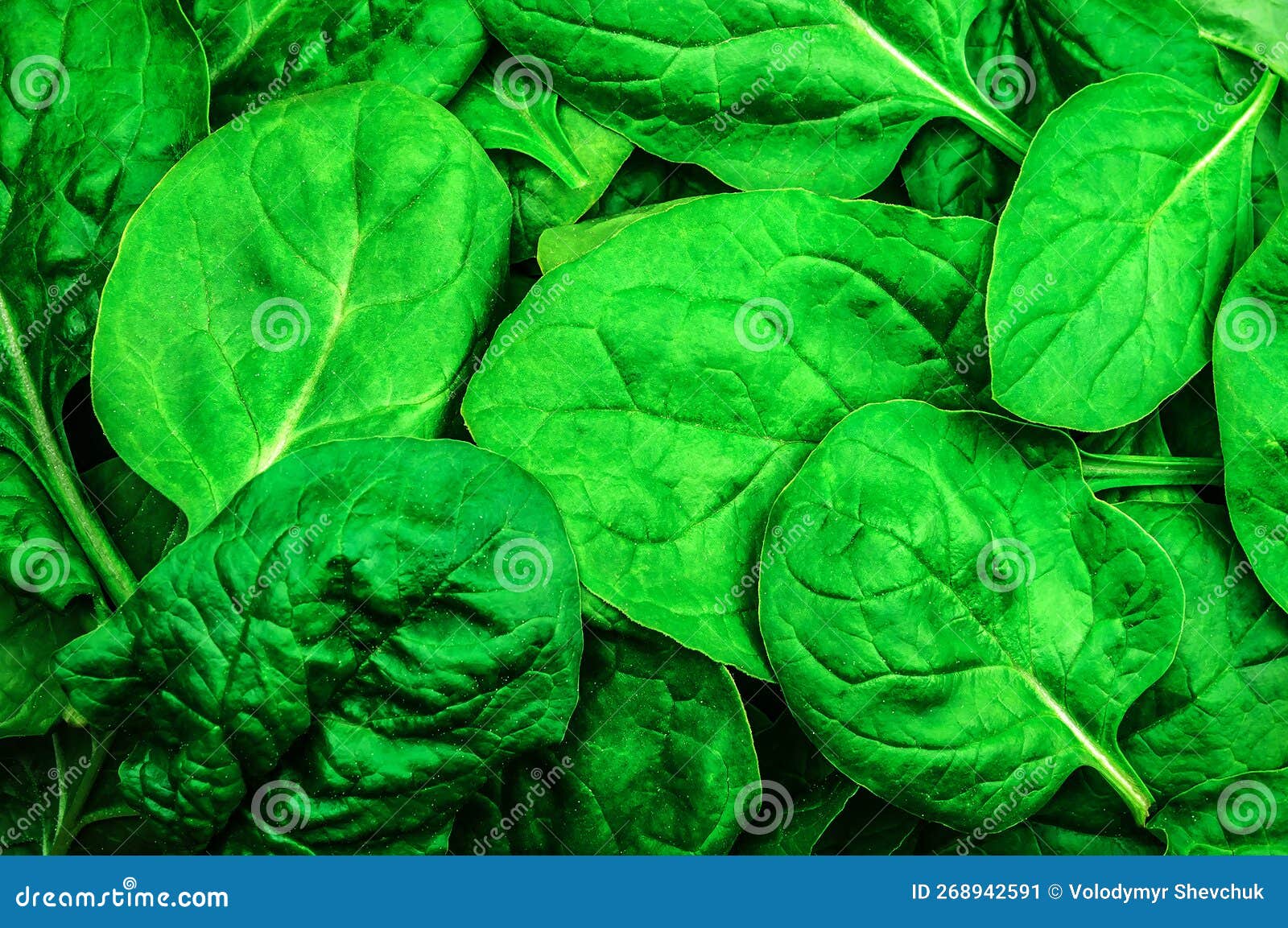 Spinach leaves texture stock image. Image of nature - 268942591