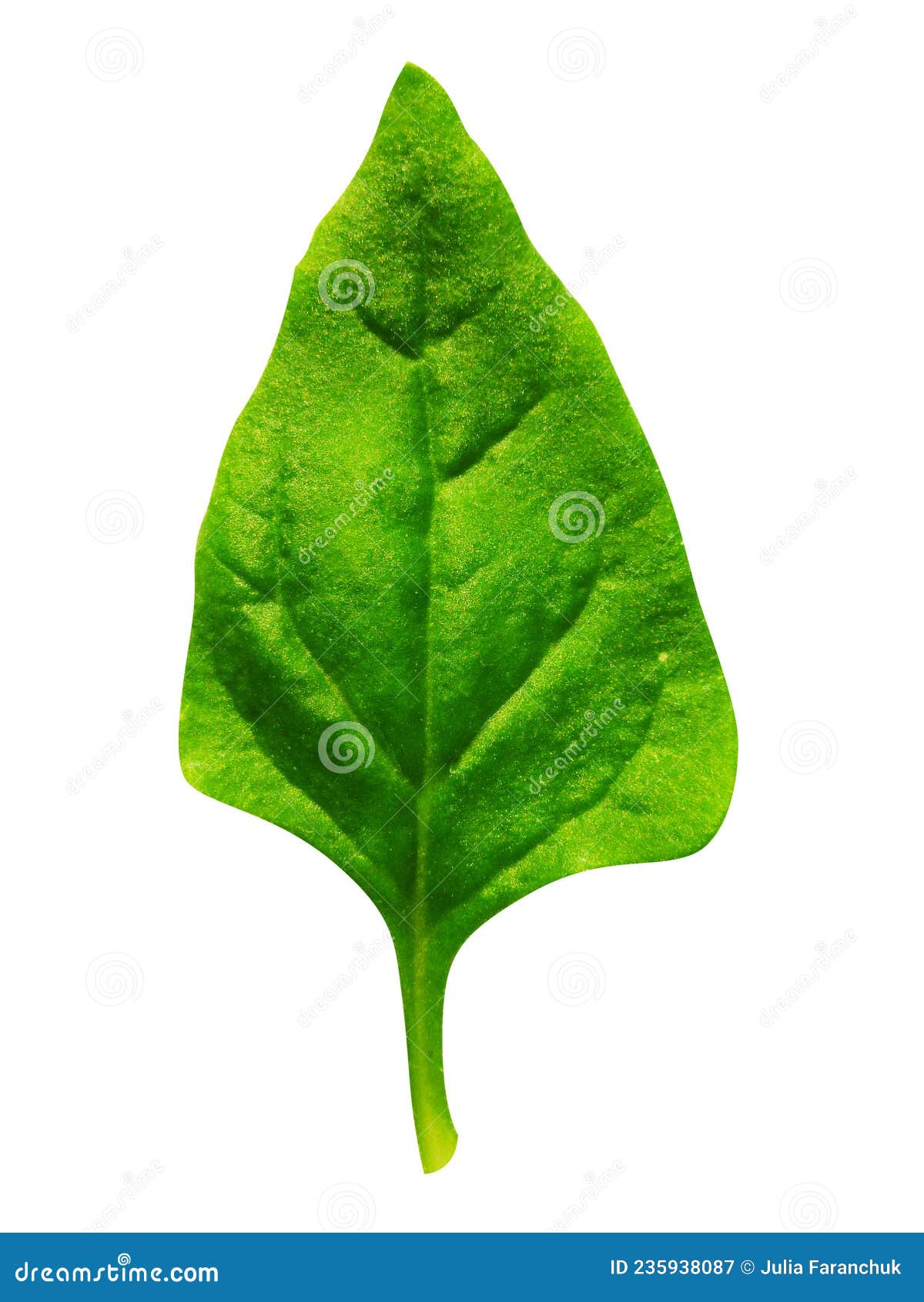 Spinach One Leaf Isolated on White Background. Stock Image - Image of ...
