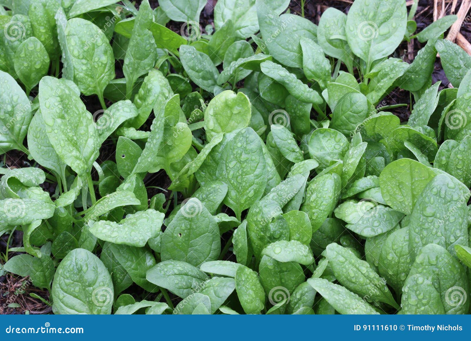 Spinach Patch stock photo. Image of waterfall, droplets - 91111610