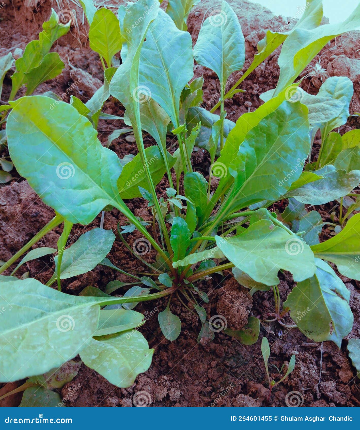 Spinach Plant Leafy Green Vegetable Food Palak Leaves Spinacia Oleracea