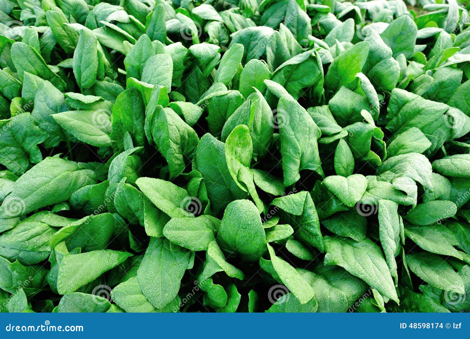 Spinach plantation stock photo. Image of green, botanic - 48598174