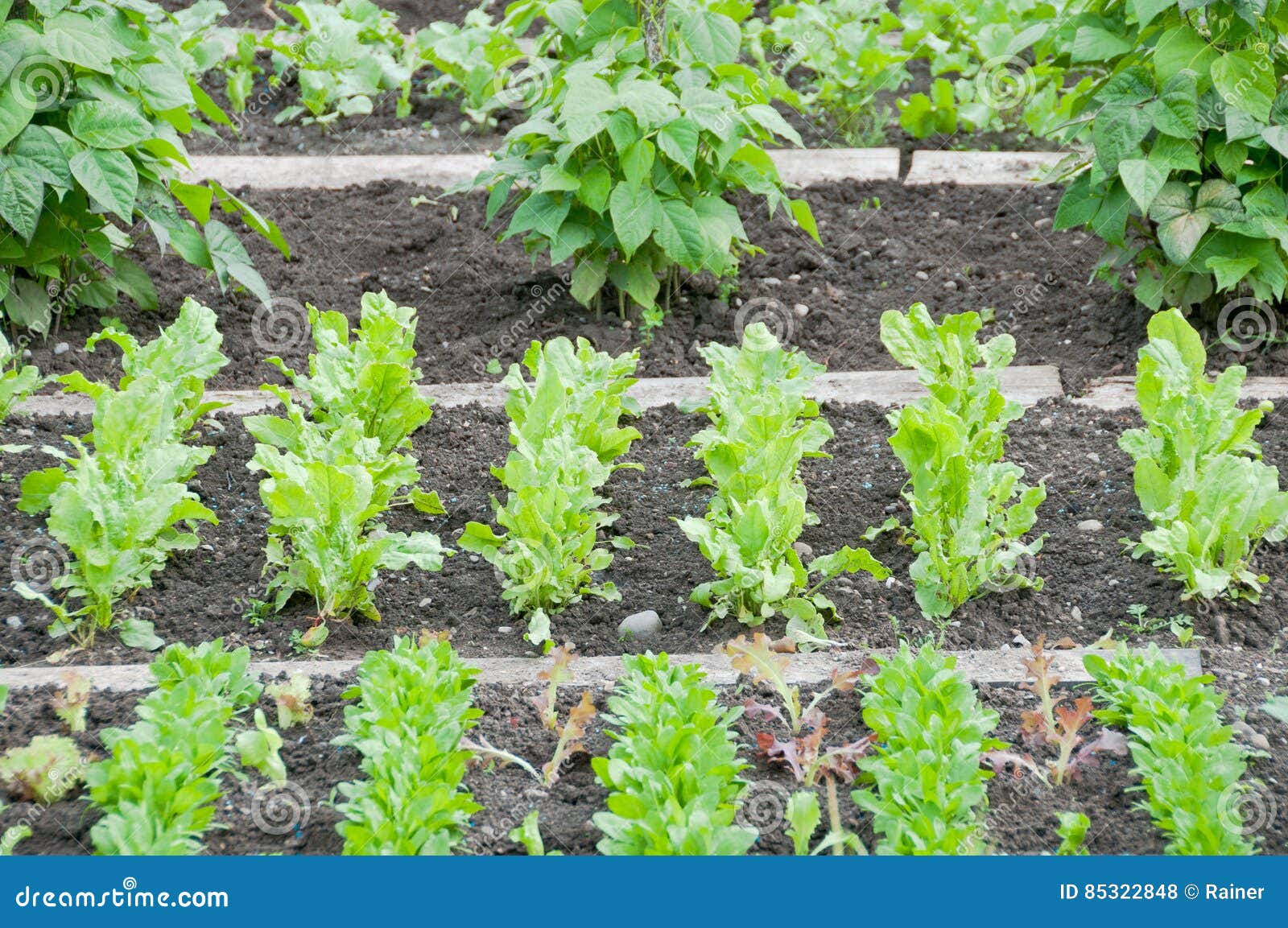 Spinach plants on a patch stock photo. Image of ecological - 85322848
