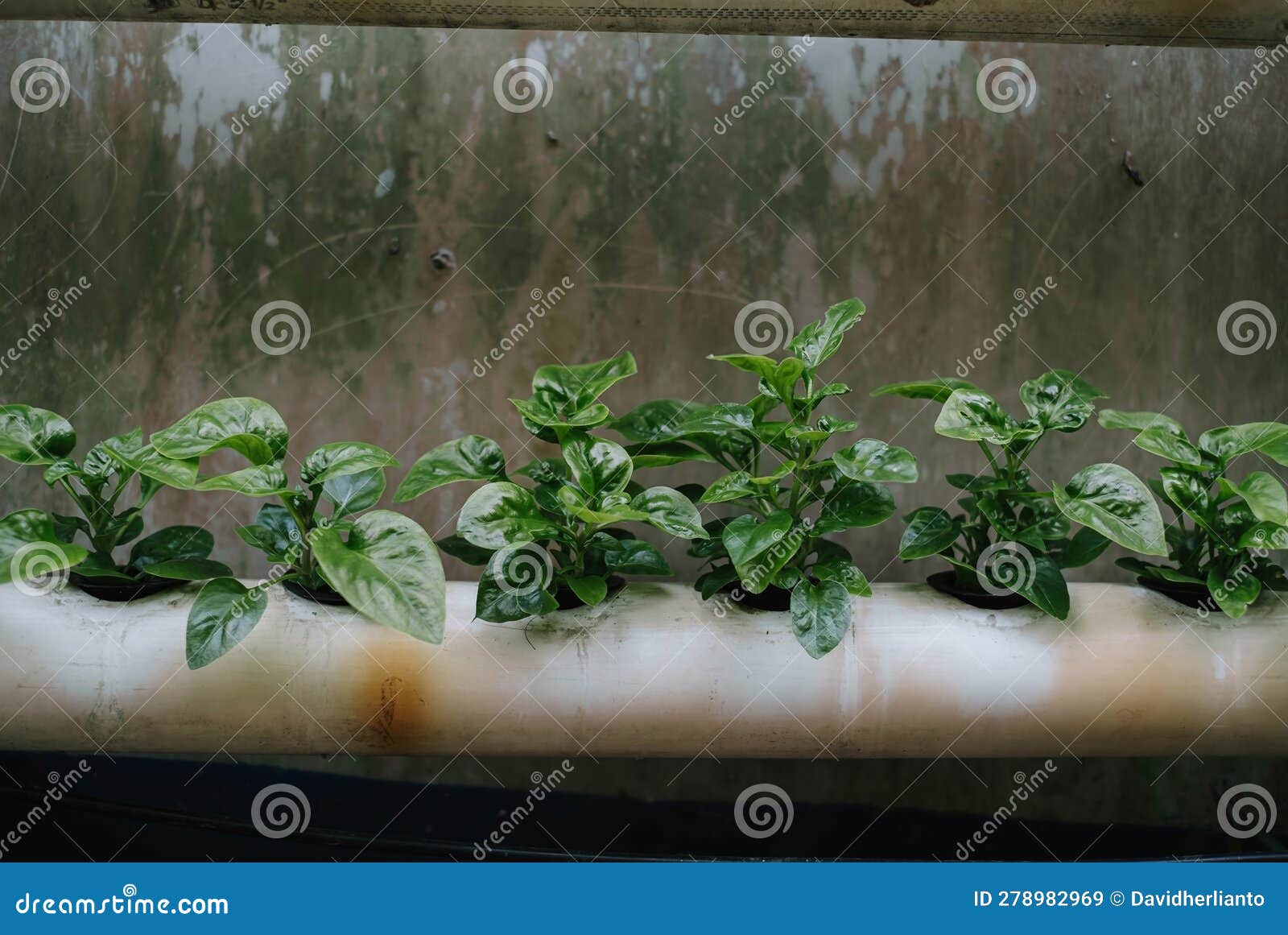 Spinach Plants Propagated by Hydroponics Stock Image - Image of indoor ...